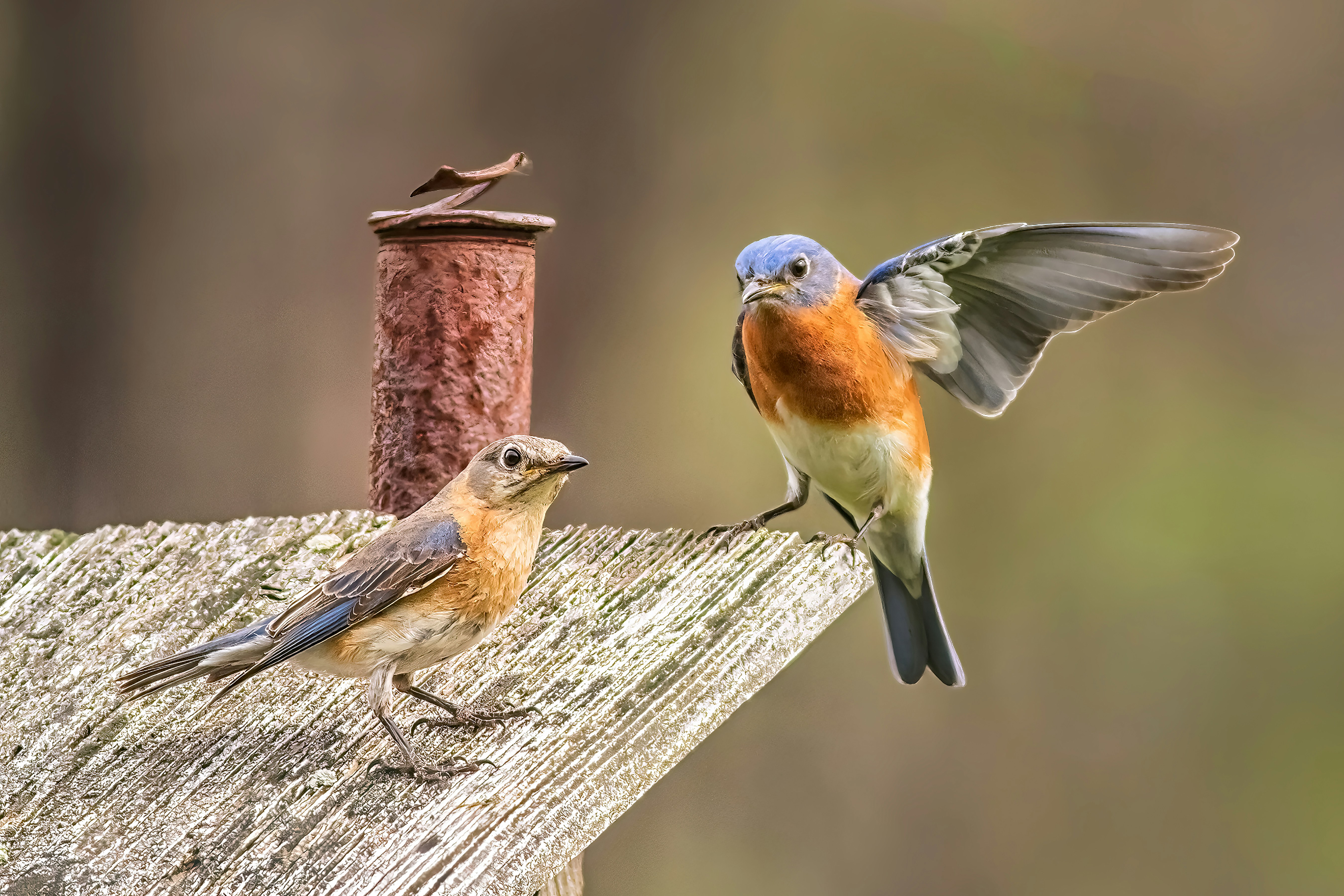 A couple of birds standing on top of a wooden pole photo – Free The ...