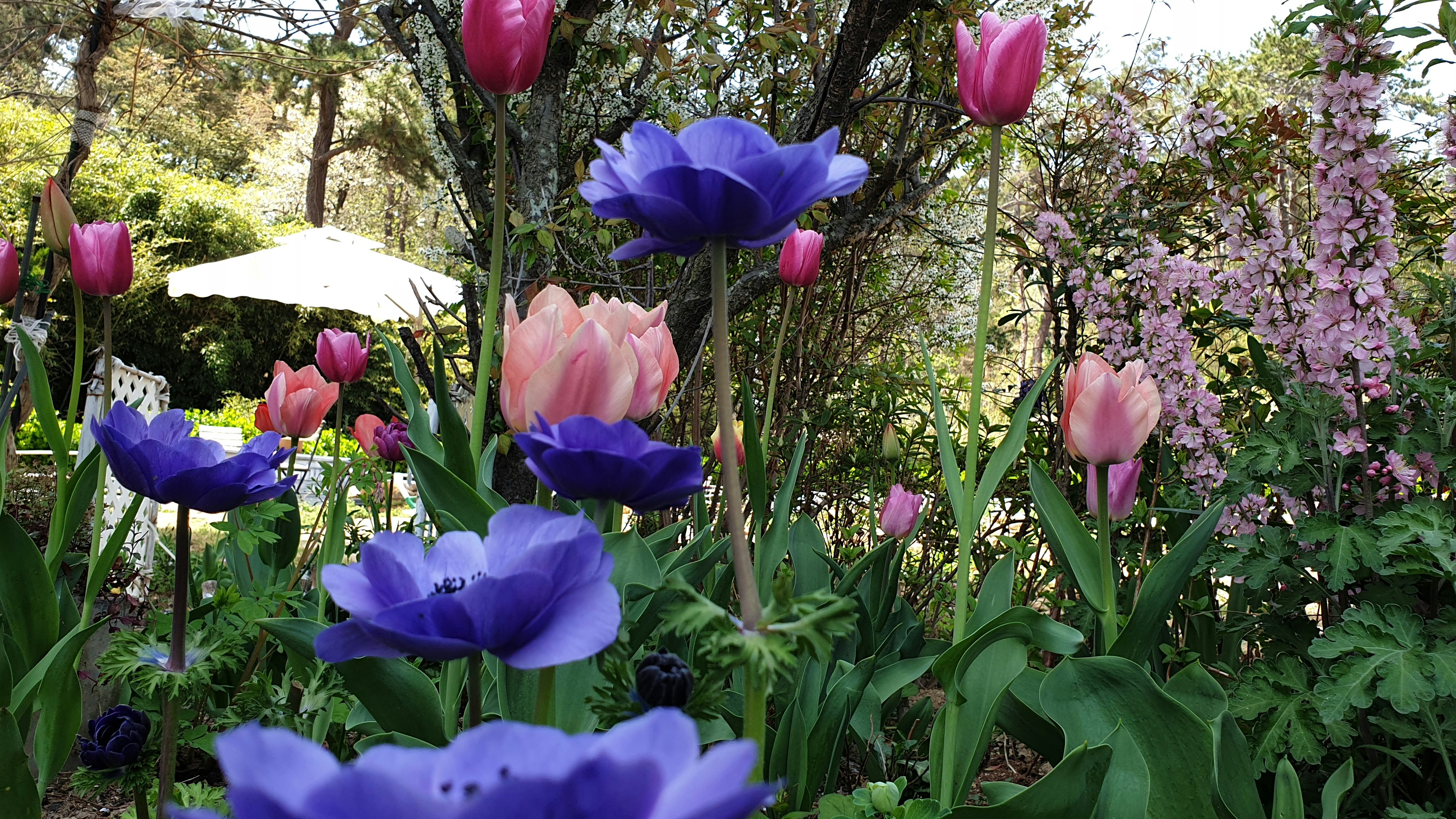 Petals in Focus: A Burst of Tulips and Blues in a Sunlit Garden