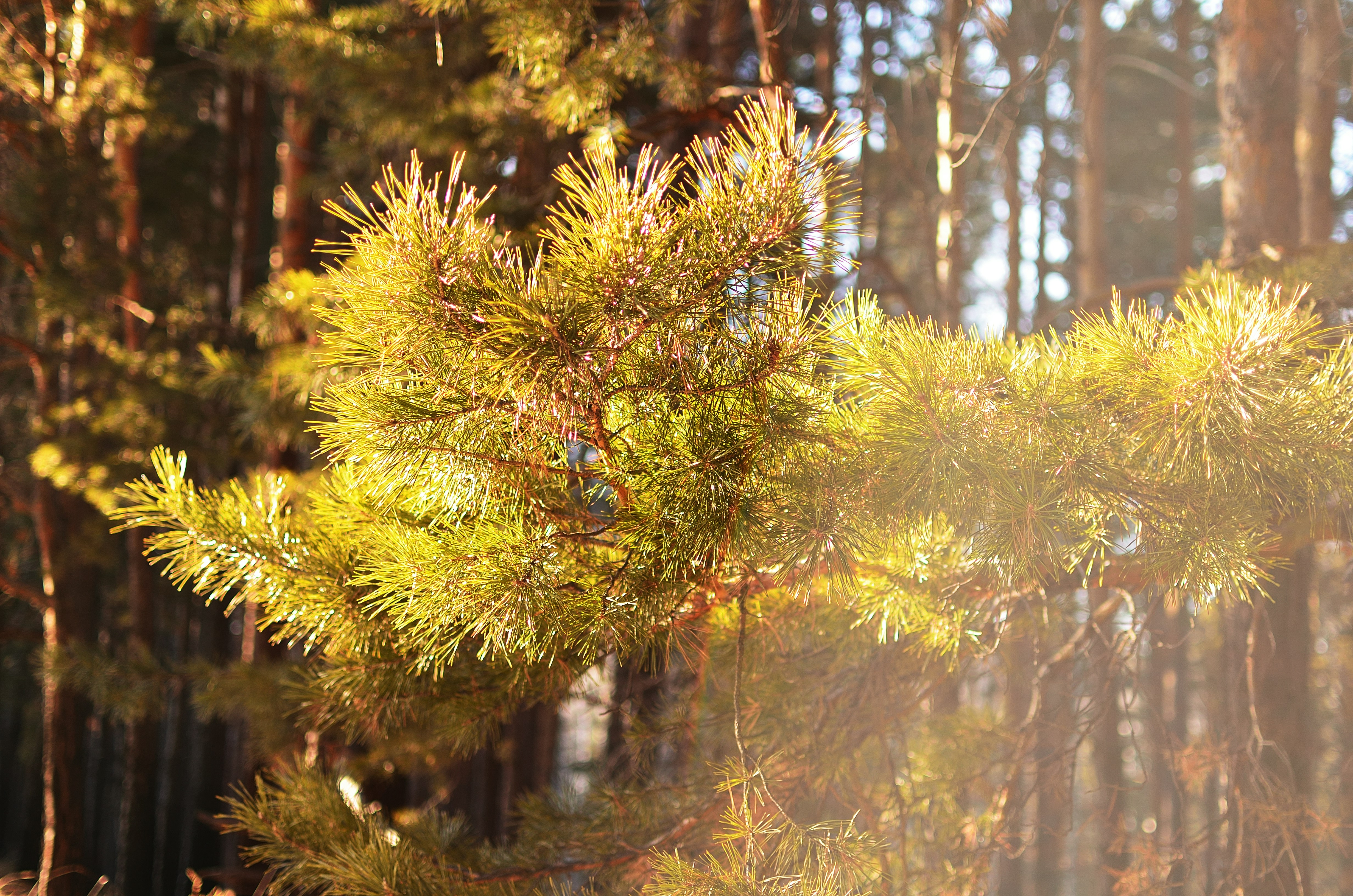 Gros plan d’un pin dans une forêt photo – Photo Sibérie Gratuite sur ...