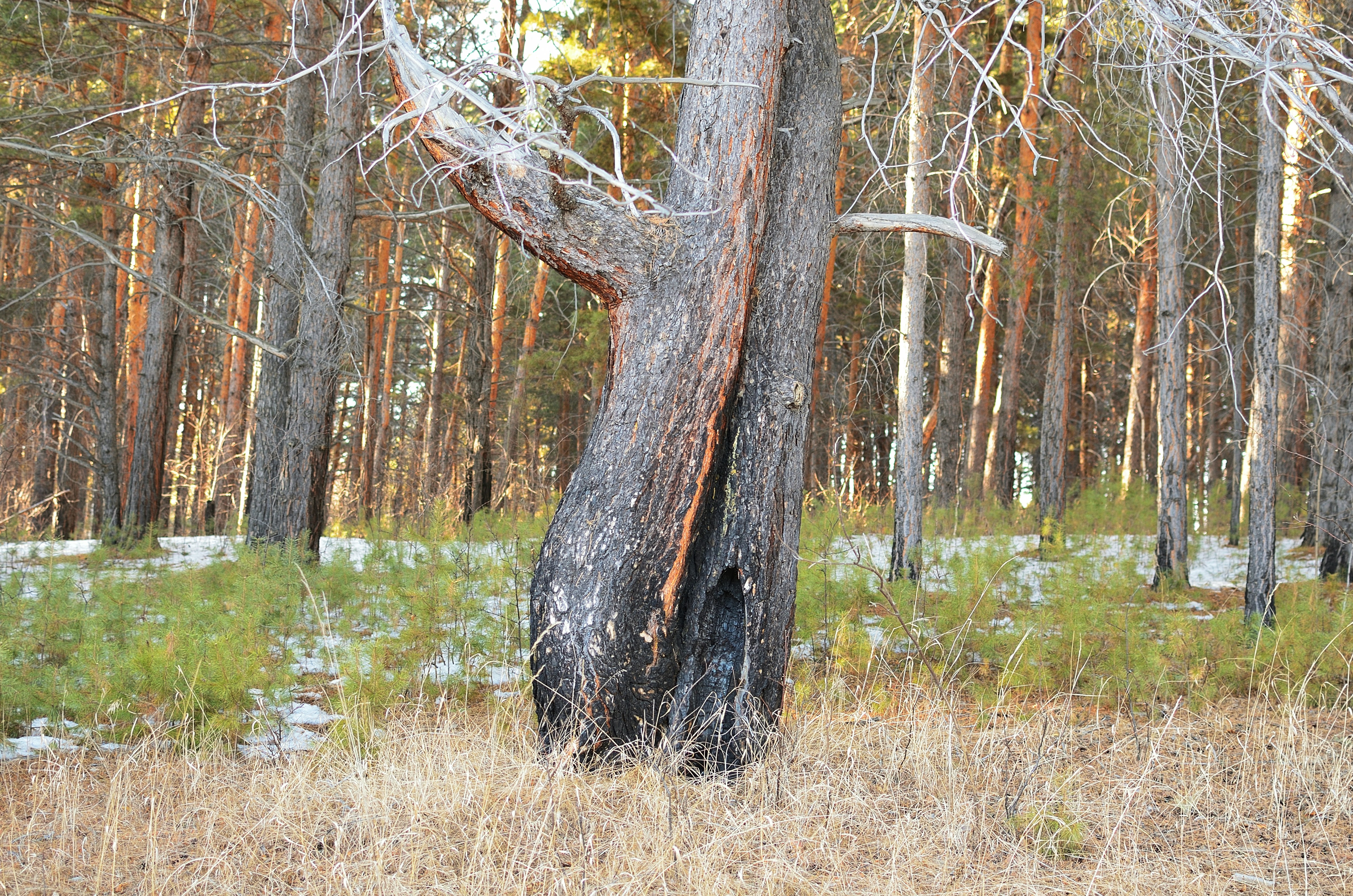 a tree that is in the middle of a field