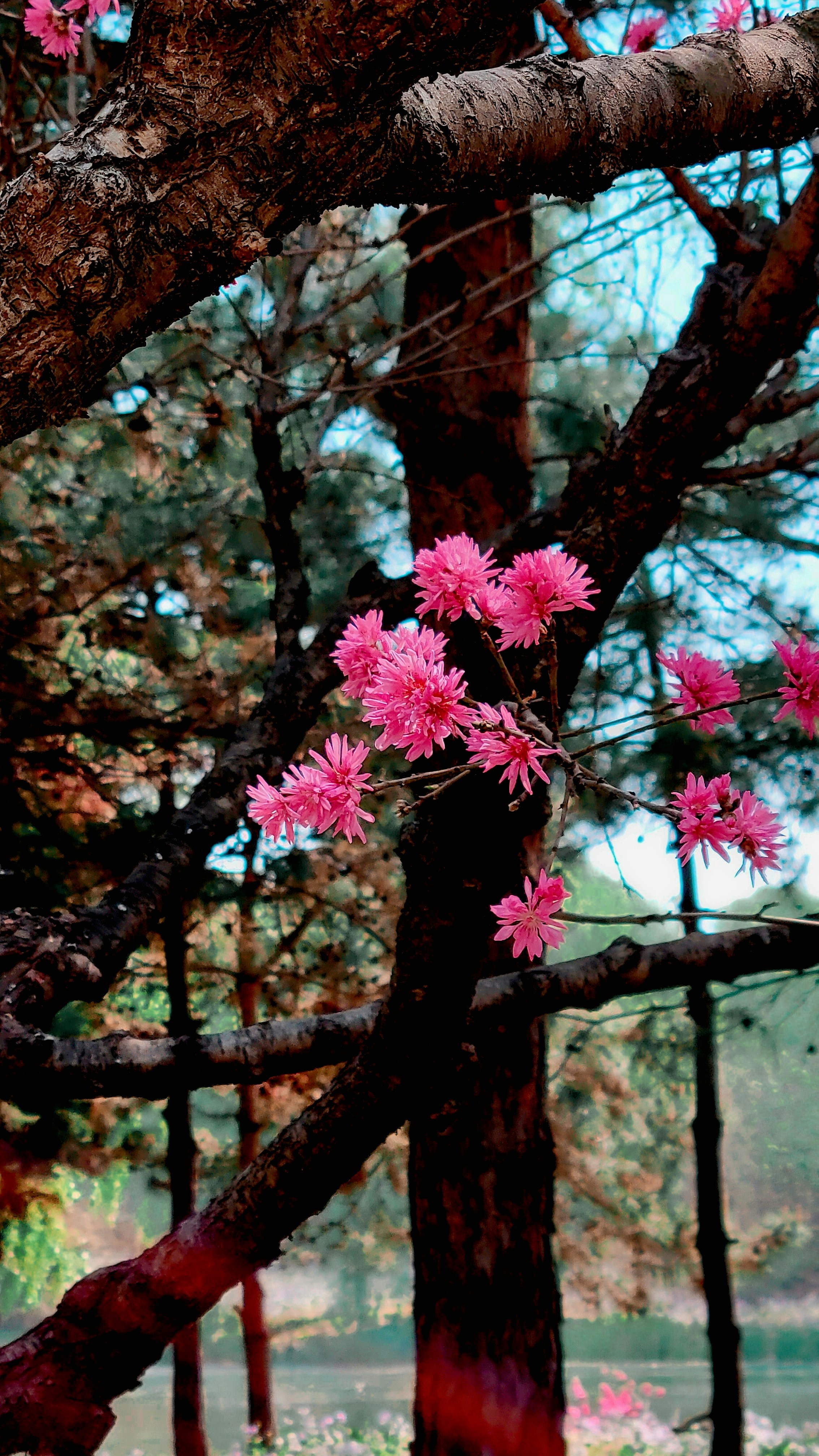 Pink Blossoms Woven Through Weathered Pines by a Tranquil Lake