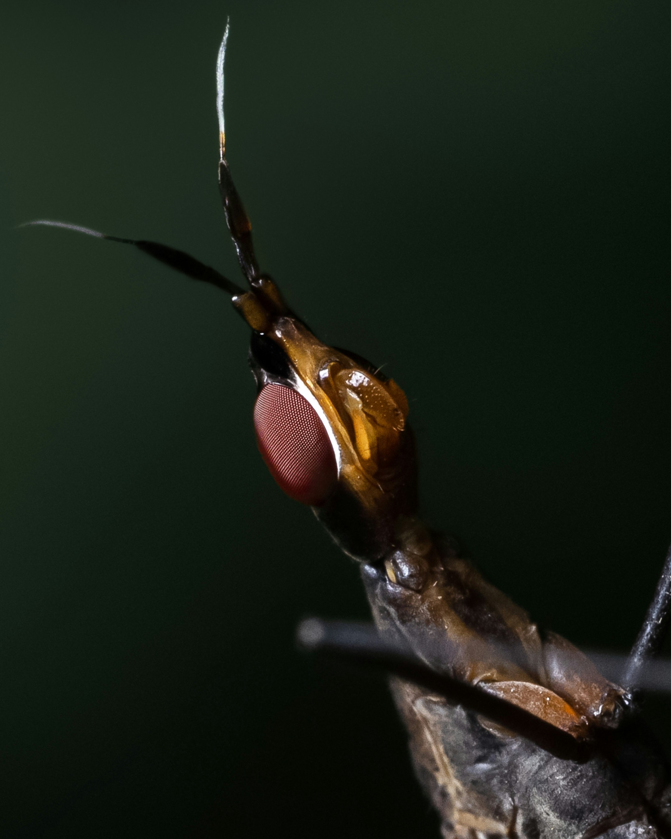 A close up of a bug on a twig photo – Free Insect Image on Unsplash