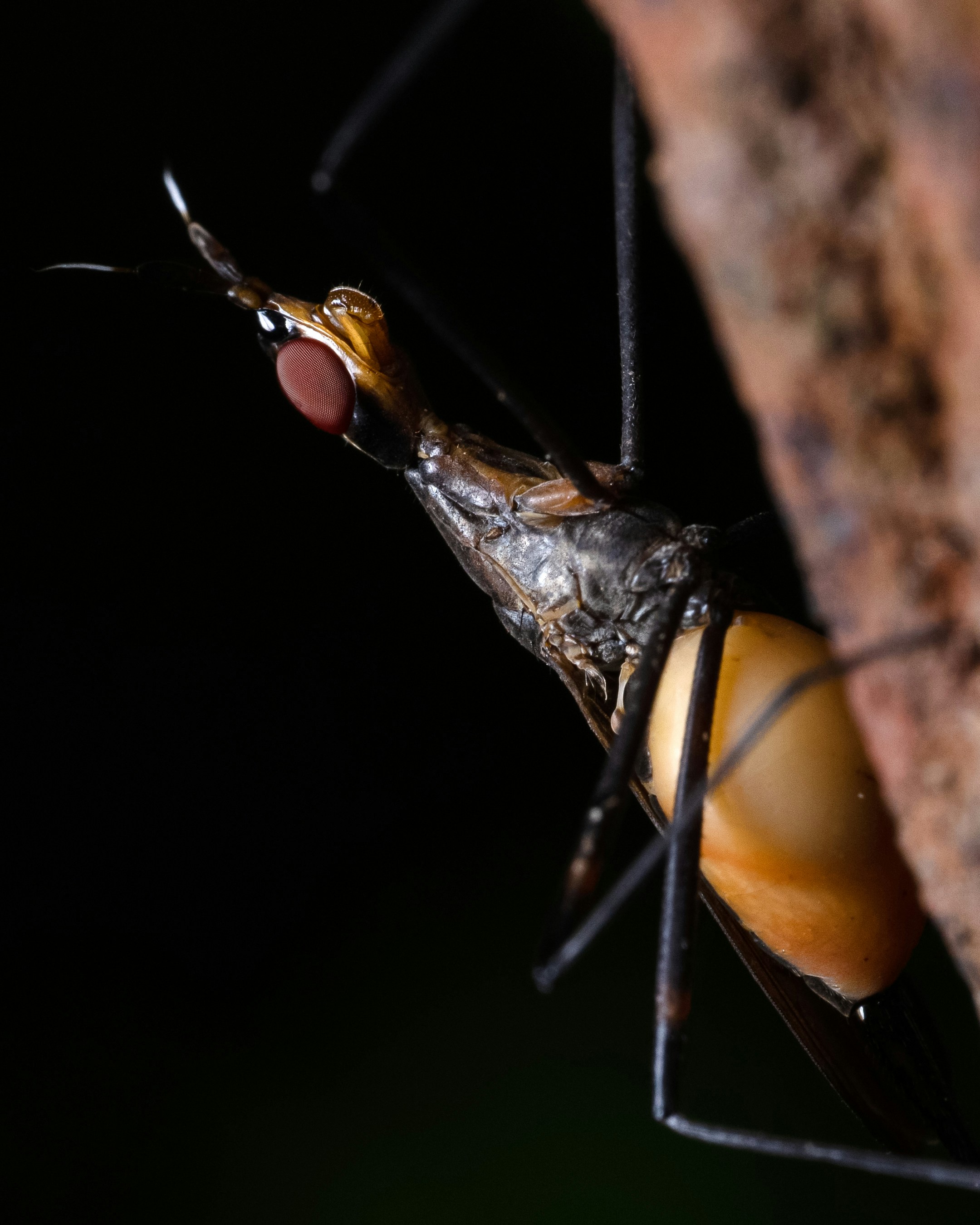 Gros plan d’un insecte sur un arbre photo – Photo Animal Gratuite sur ...