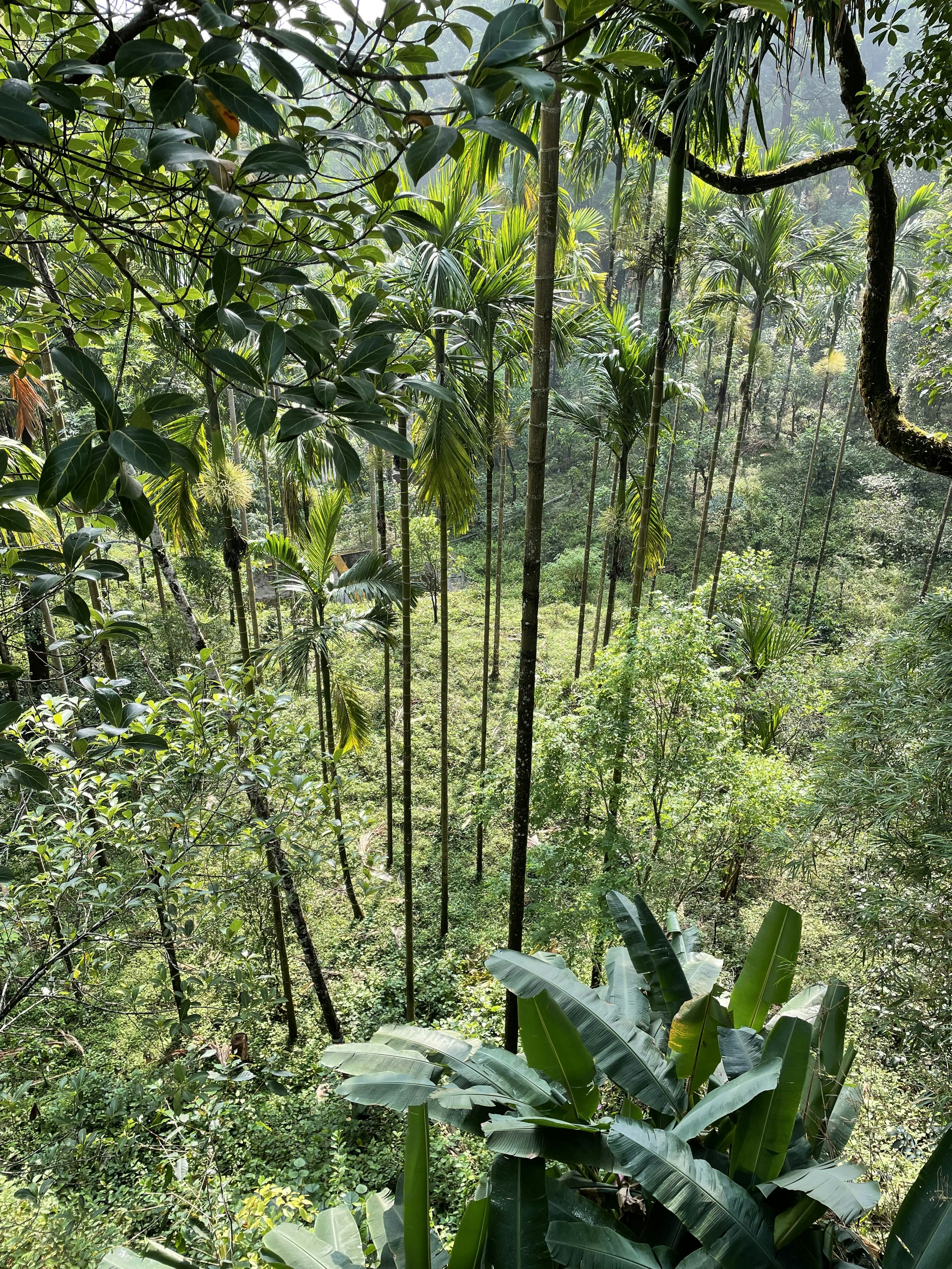 A dense forest scene showcasing tall palm trees and vibrant foliage, captured from an elevated perspective. The interplay of light and shadow highlights the rich greenery.