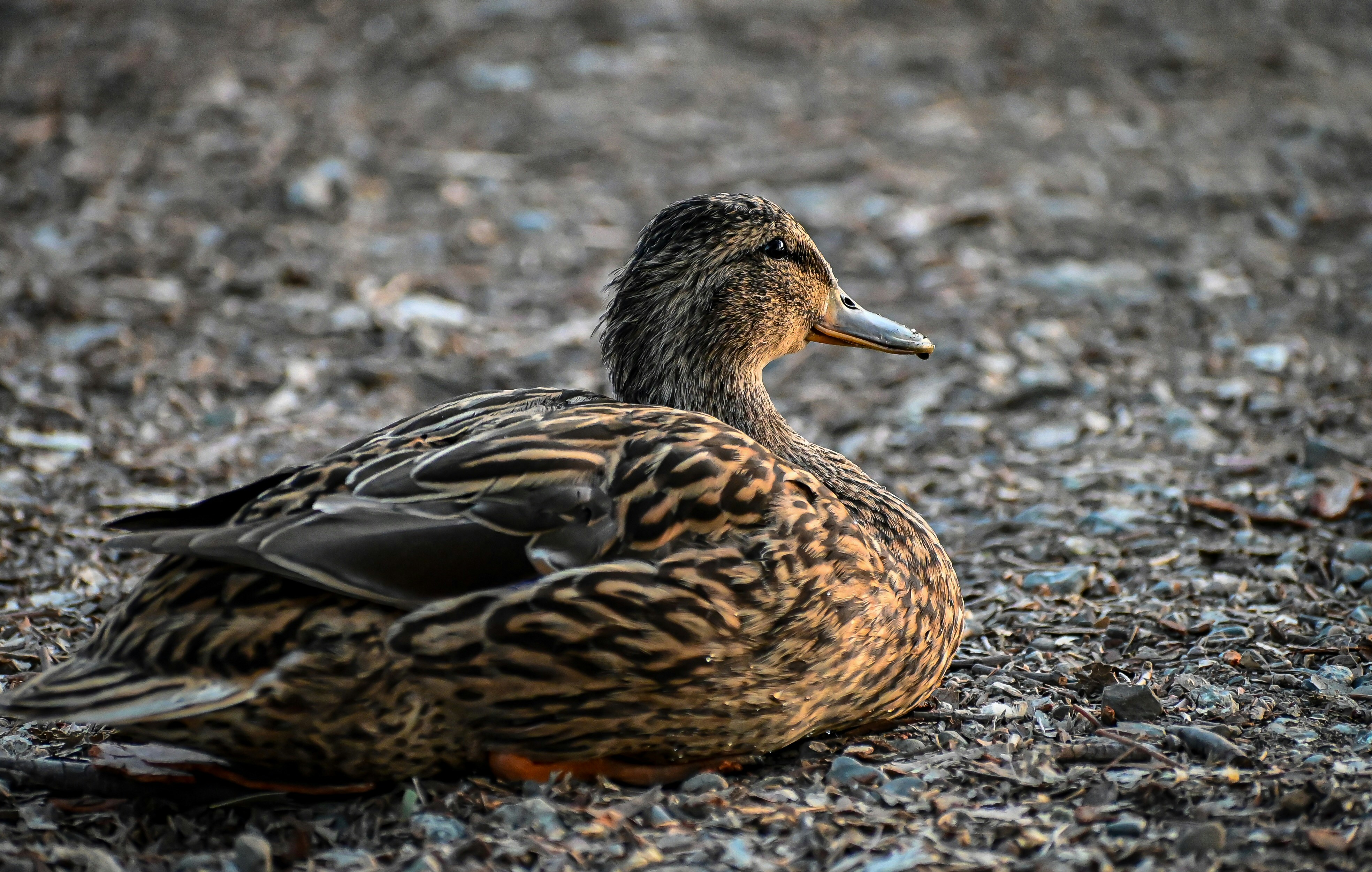 A duck that is sitting on the ground photo – Free Santa clara county ...