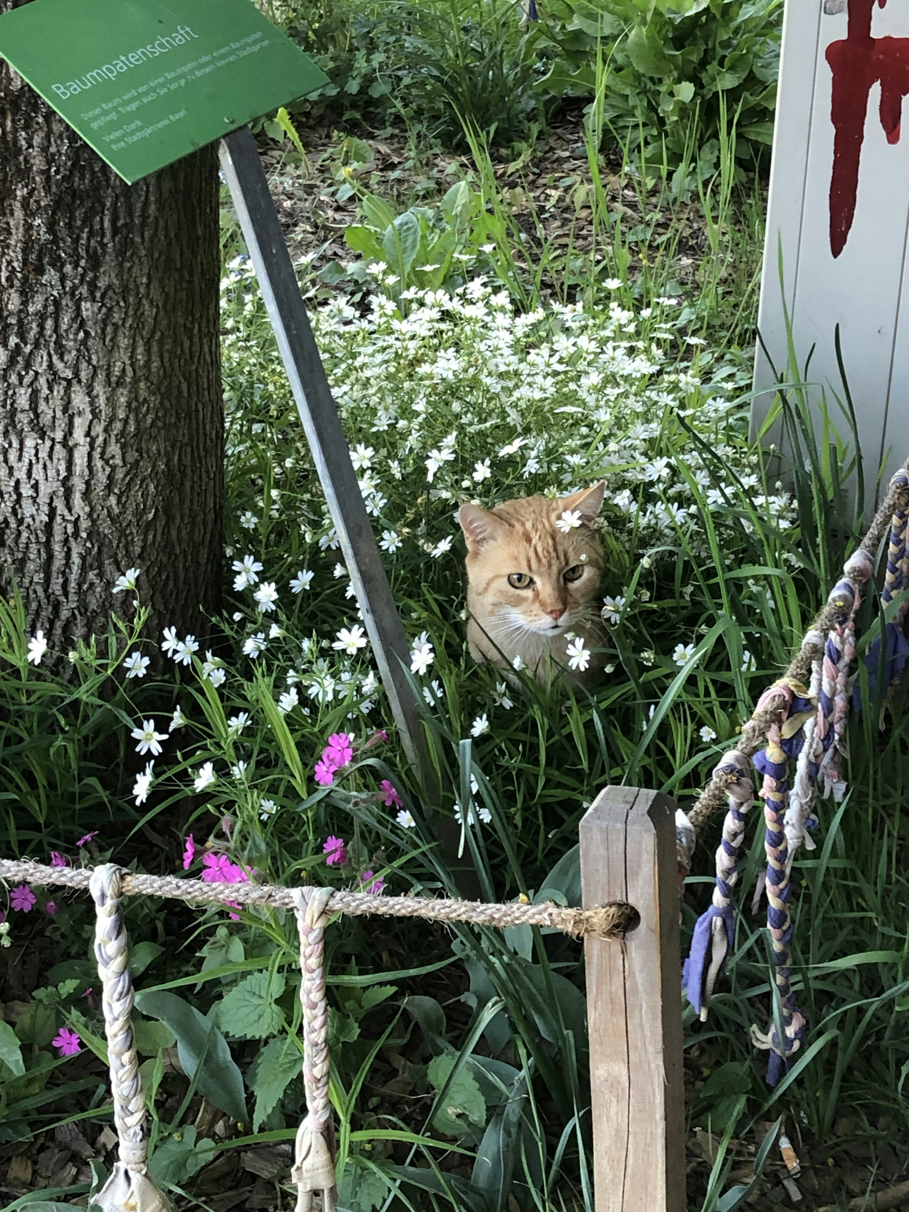 Hidden Tiger: An Orange Cat Among White Blooms
