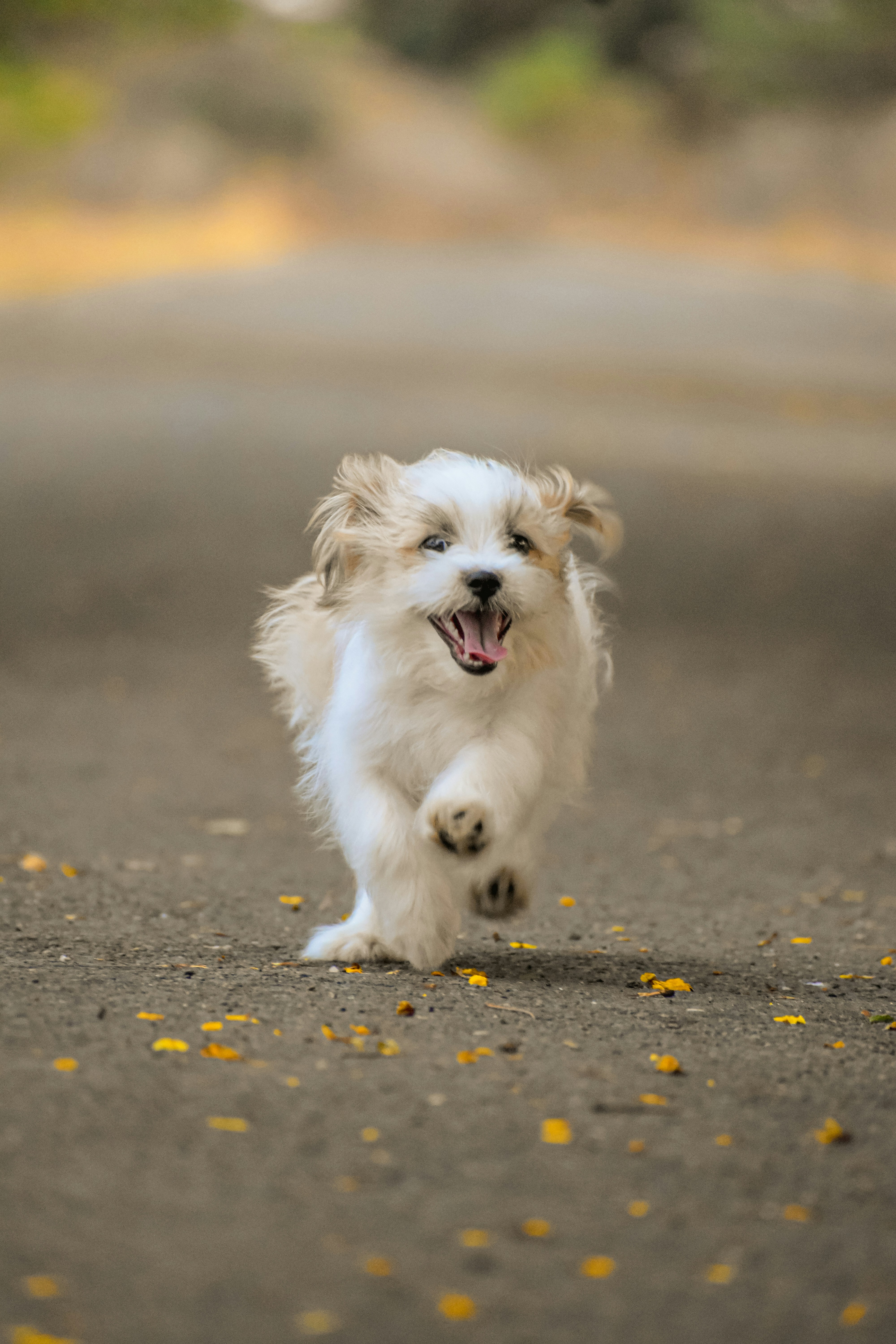 Cute Dogs Running
