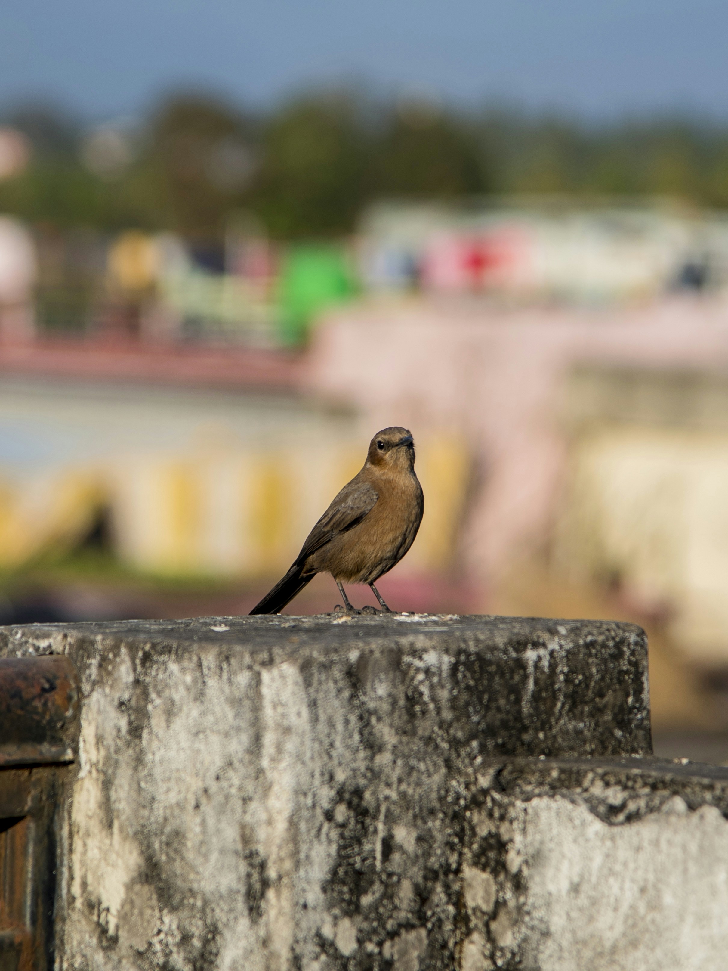 Harbor Sentinel: A brown songbird on a weathered ledge
