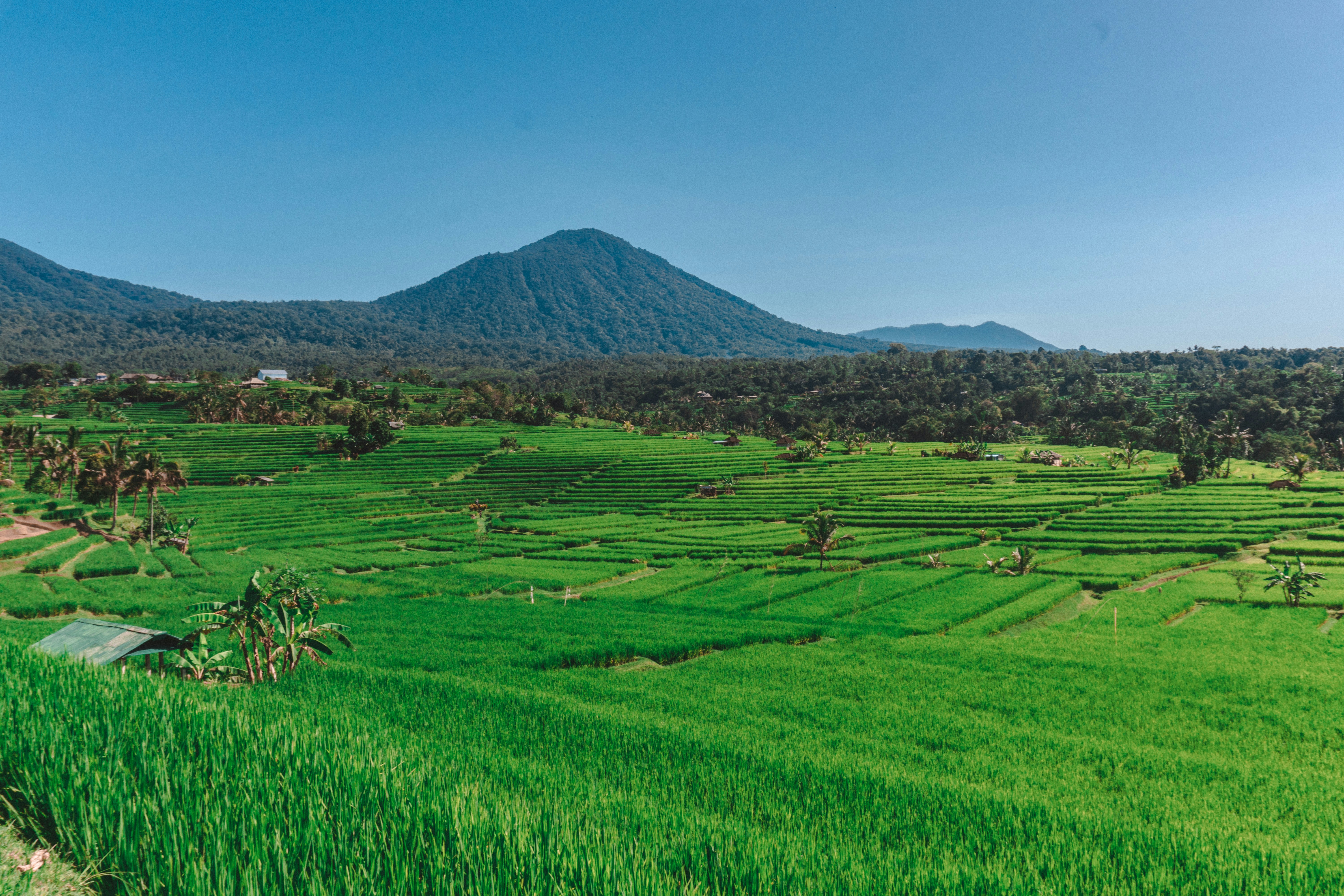 Lush terraced rice fields stretch across the landscape, framed by distant mountains under a clear blue sky.