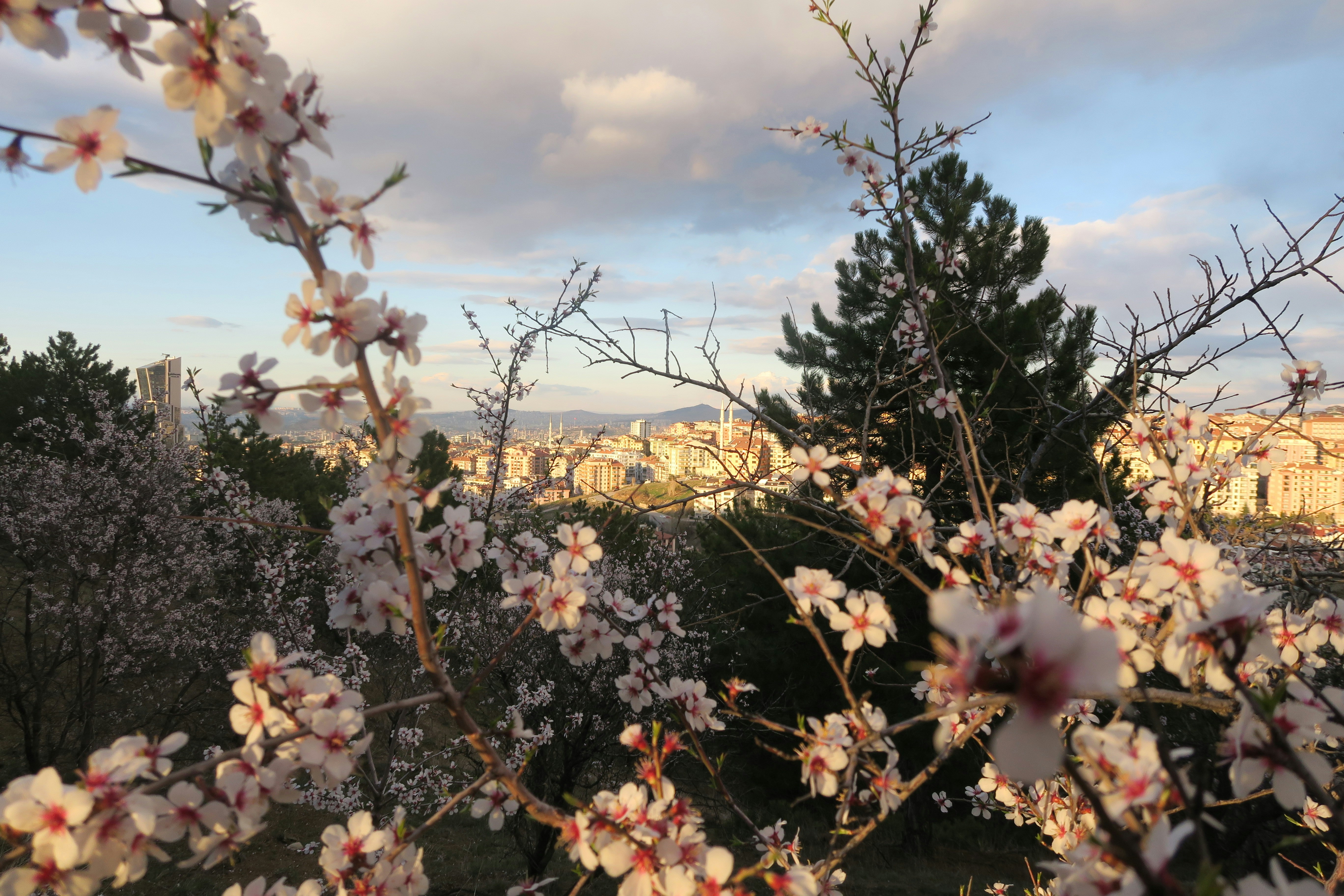 a view of a city from a tree with white flowers