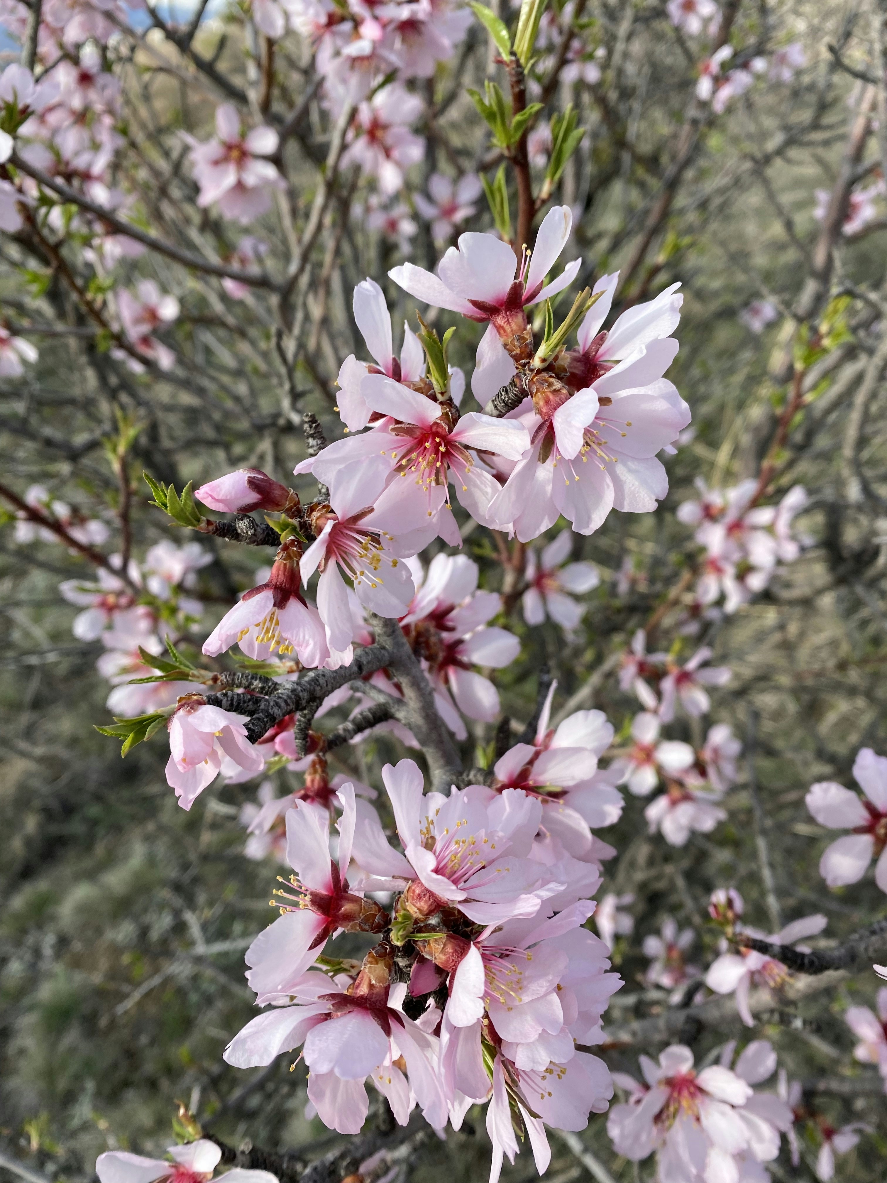 a close up of a tree with pink flowers