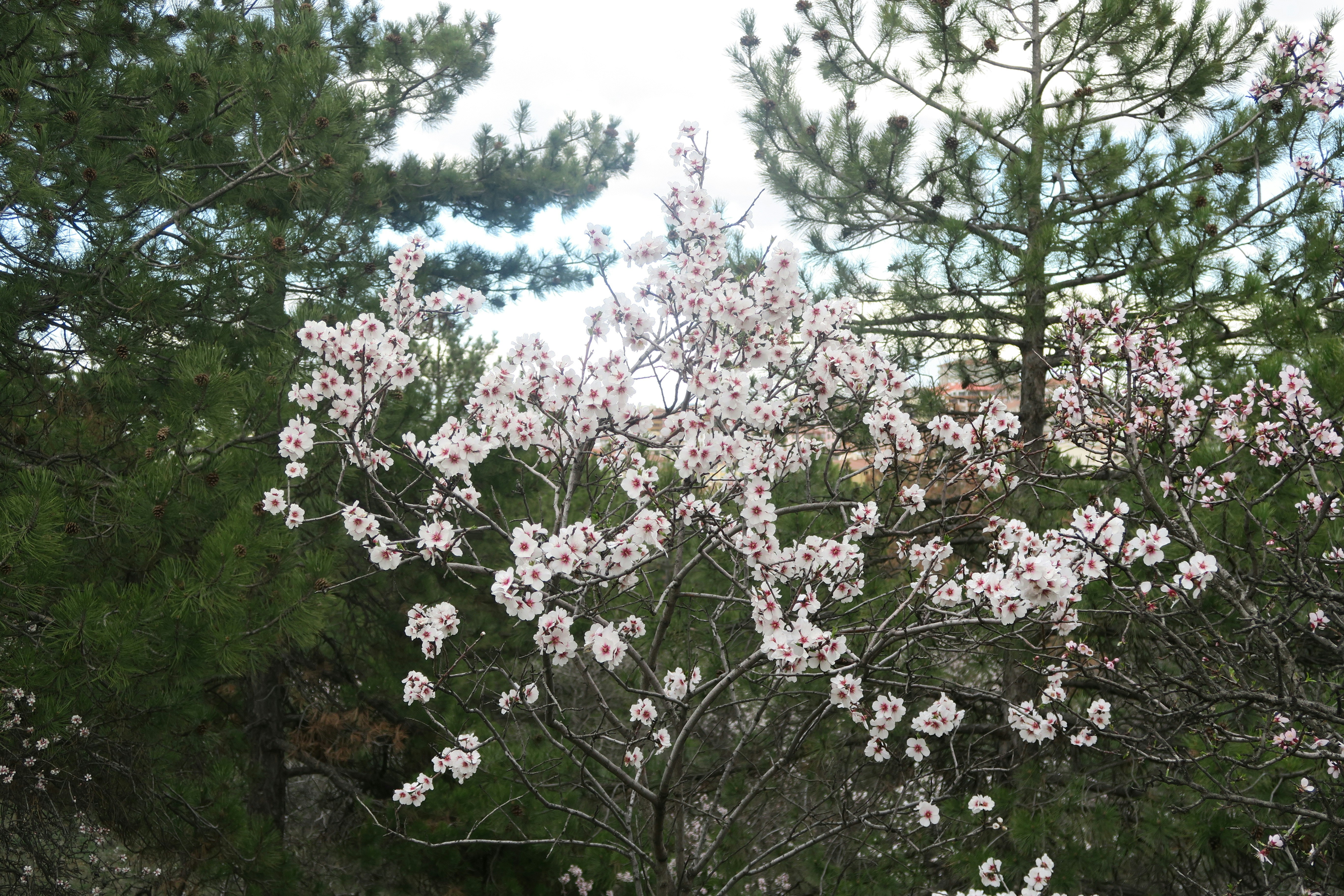 Sample photo from Canon PowerShot G7 X