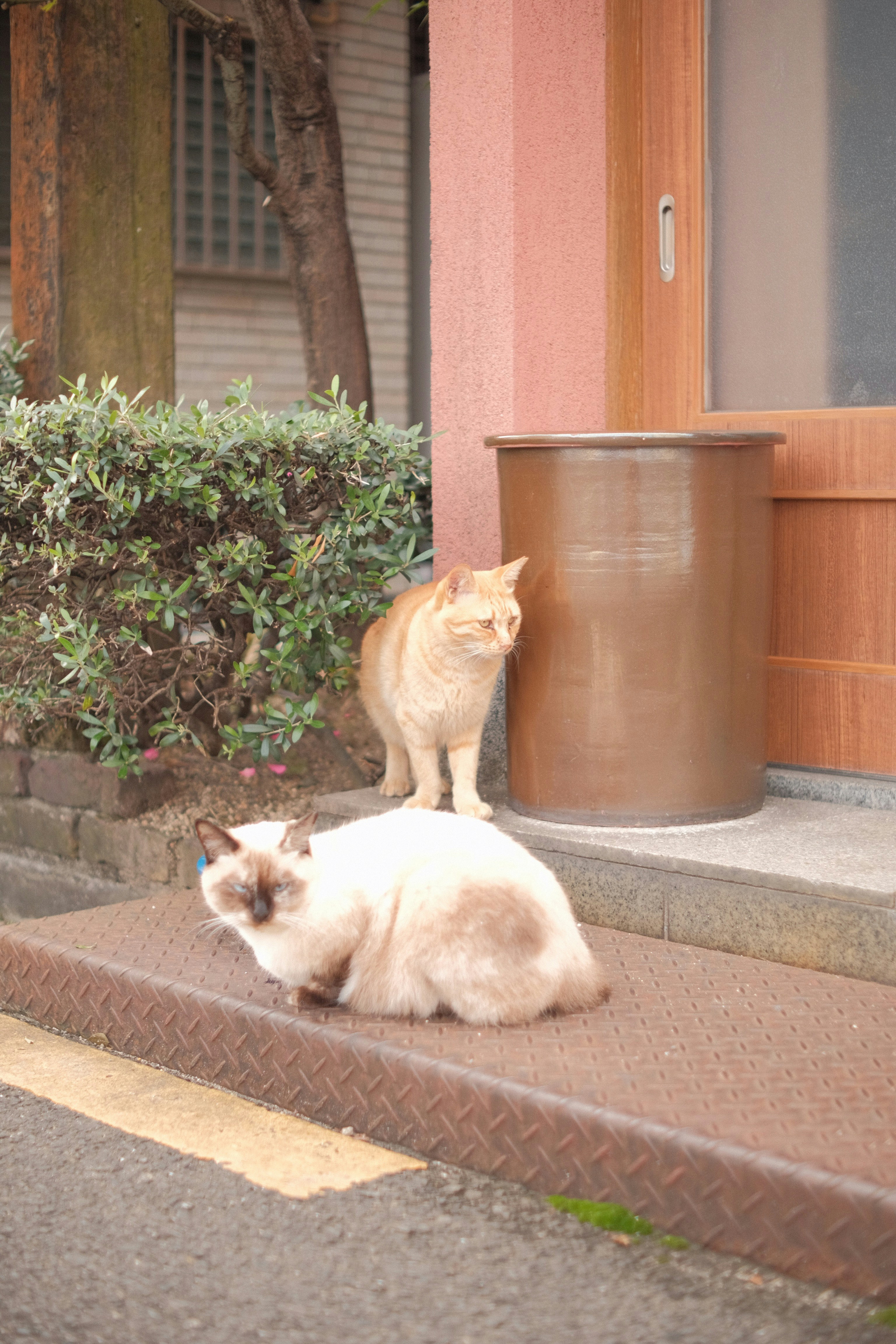 A ginger cat stands alert beside a lounging Siamese cat on a textured surface in a quaint urban setting.