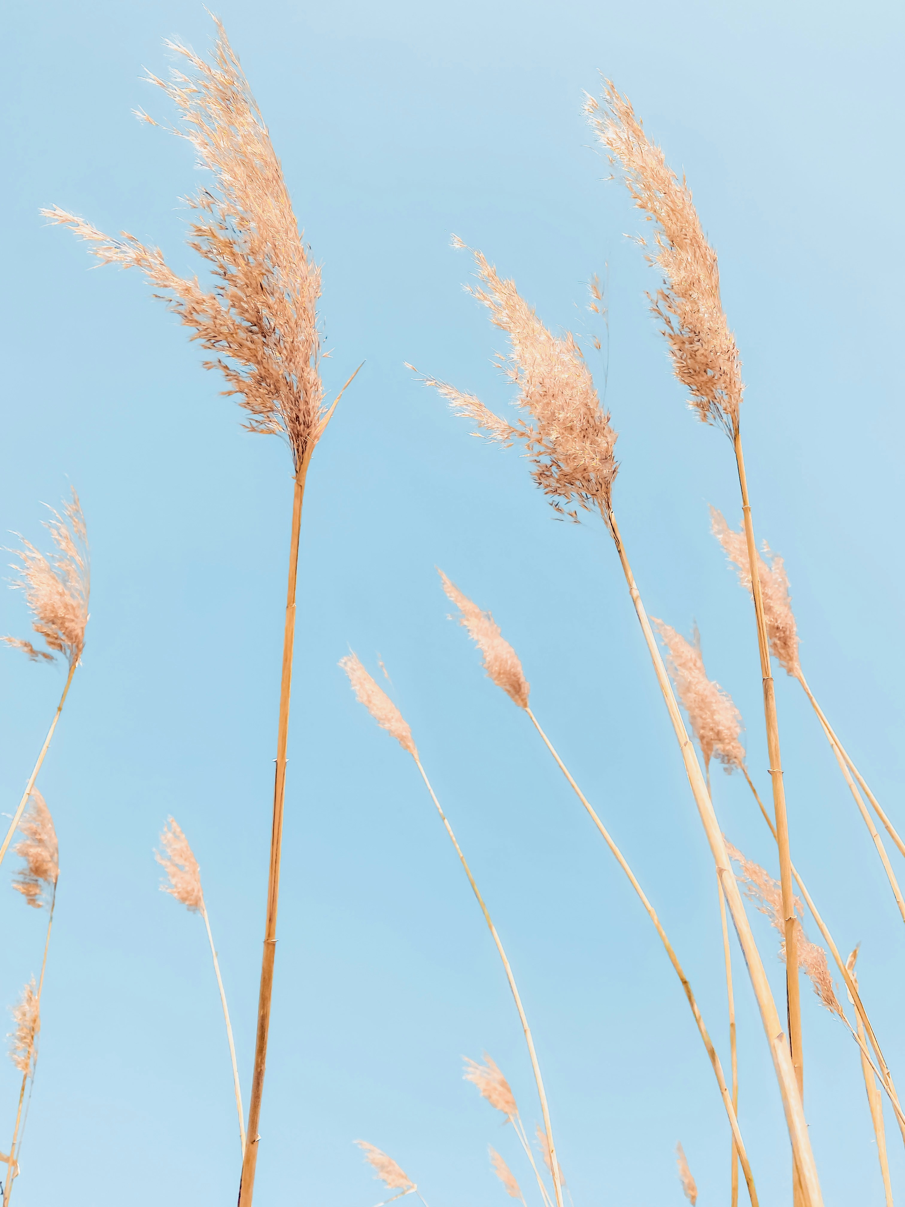 Tall golden grasses sway gently against a bright blue sky, creating a serene and tranquil atmosphere.
