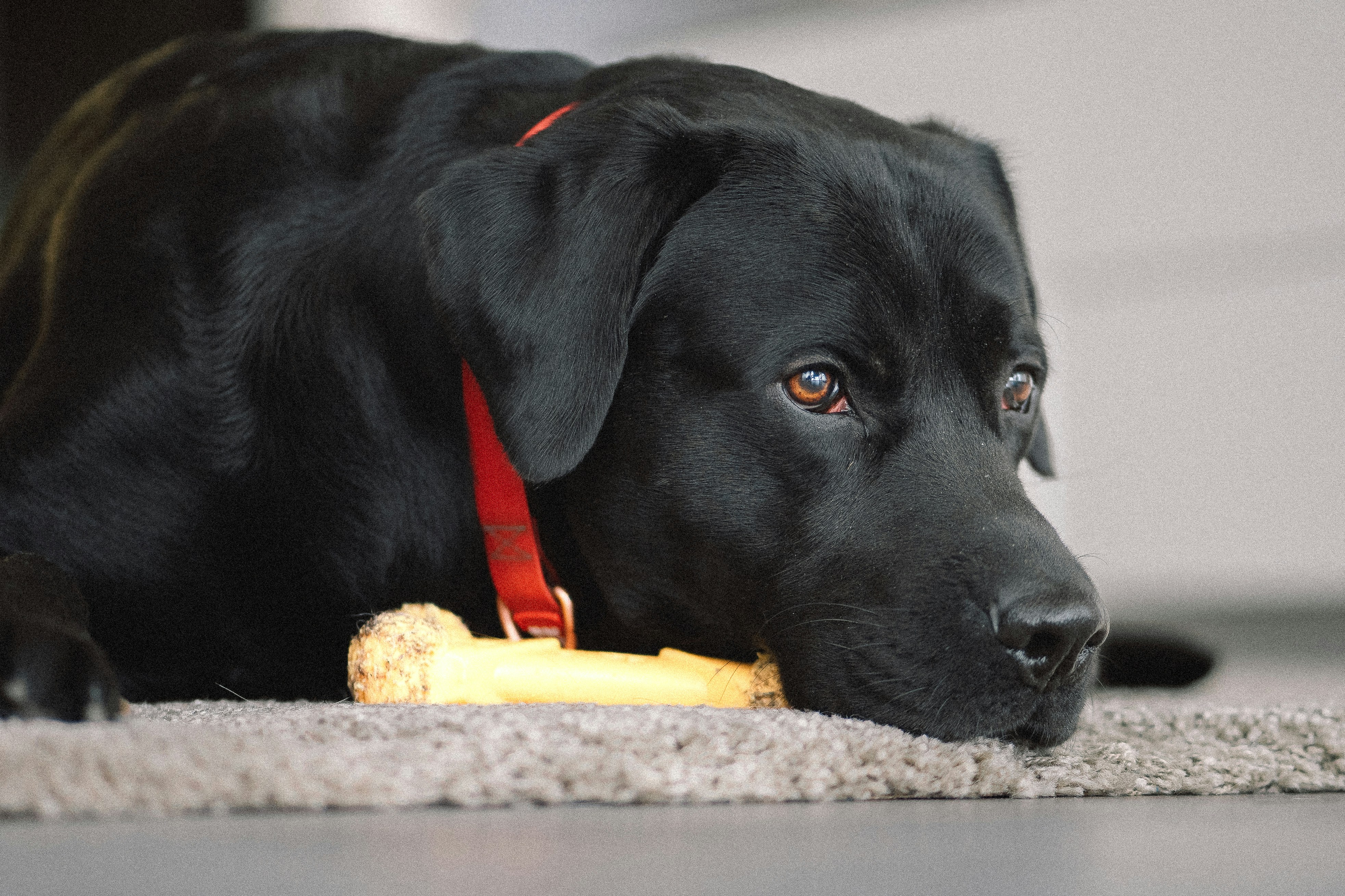 Foto Un perro negro masticando un plátano en el suelo – Imagen Labrador ...