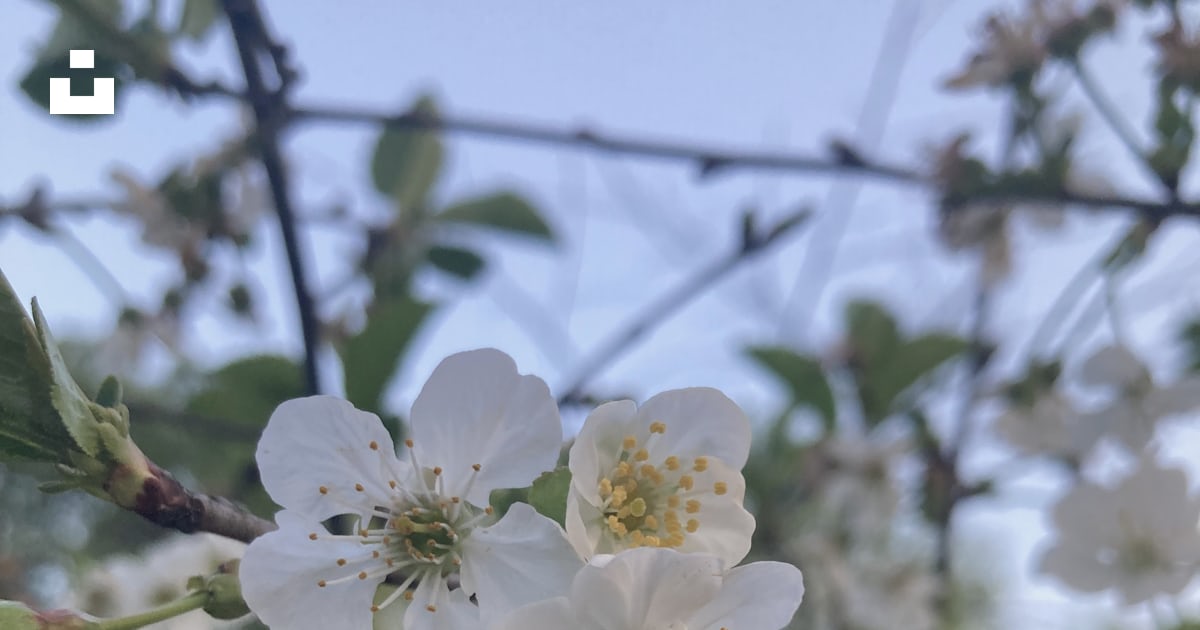 建物の前に白い花が咲く枝の写真 Unsplashの無料工場写真