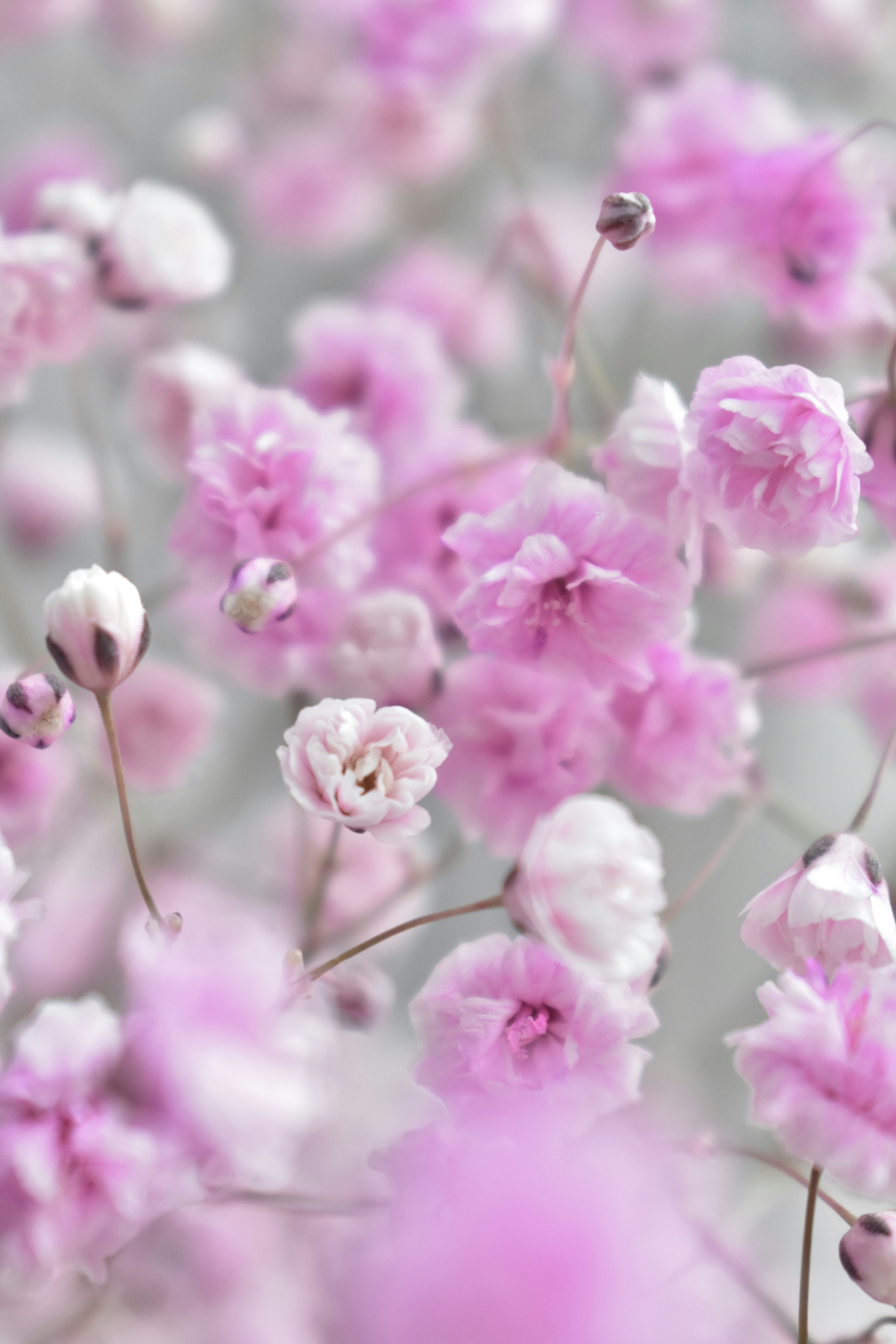 Whispering Pink Gypsophila in a Soft-Focus Dream