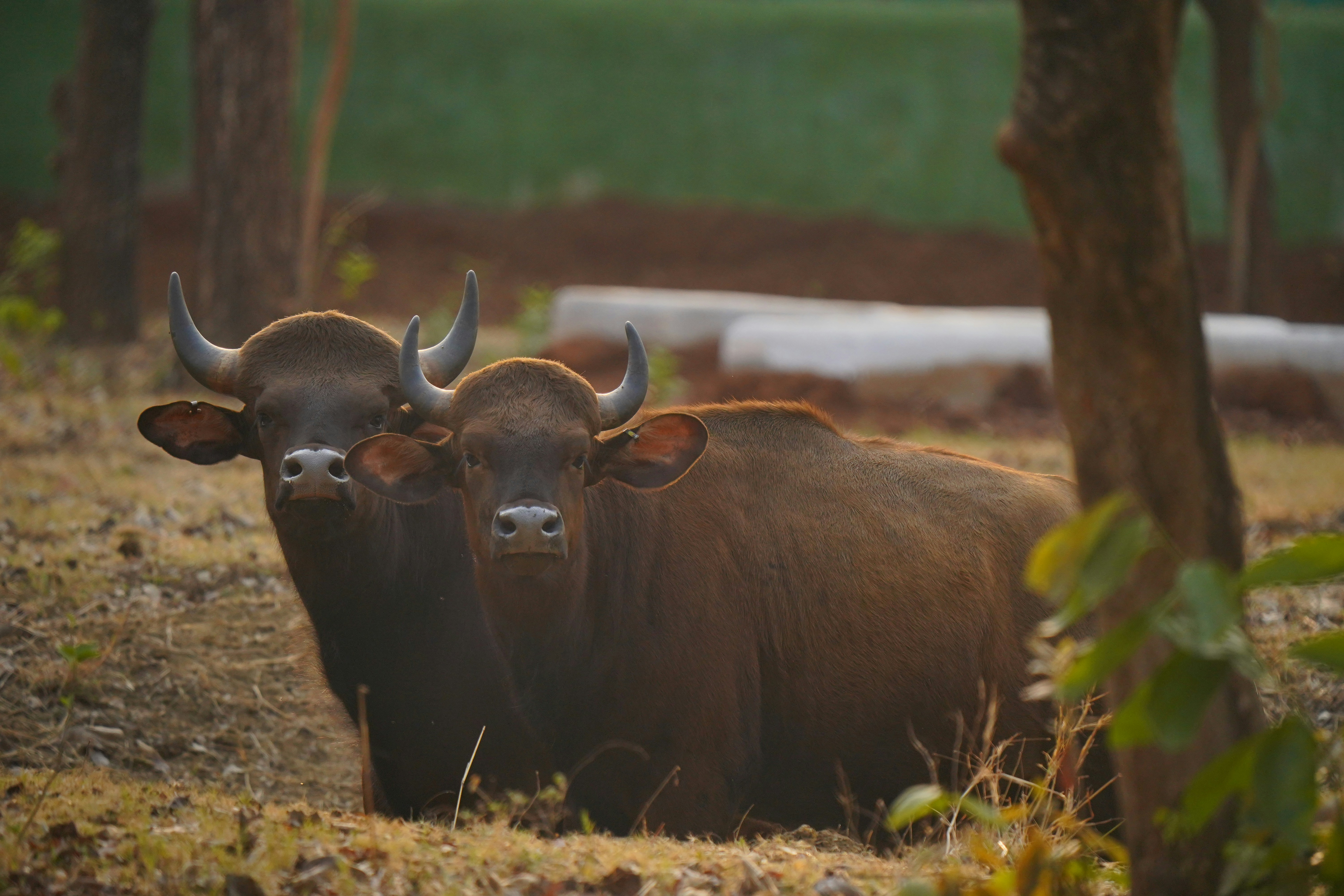 Two majestic brown buffaloes gazing intently from their natural habitat, surrounded by earthy tones and foliage.