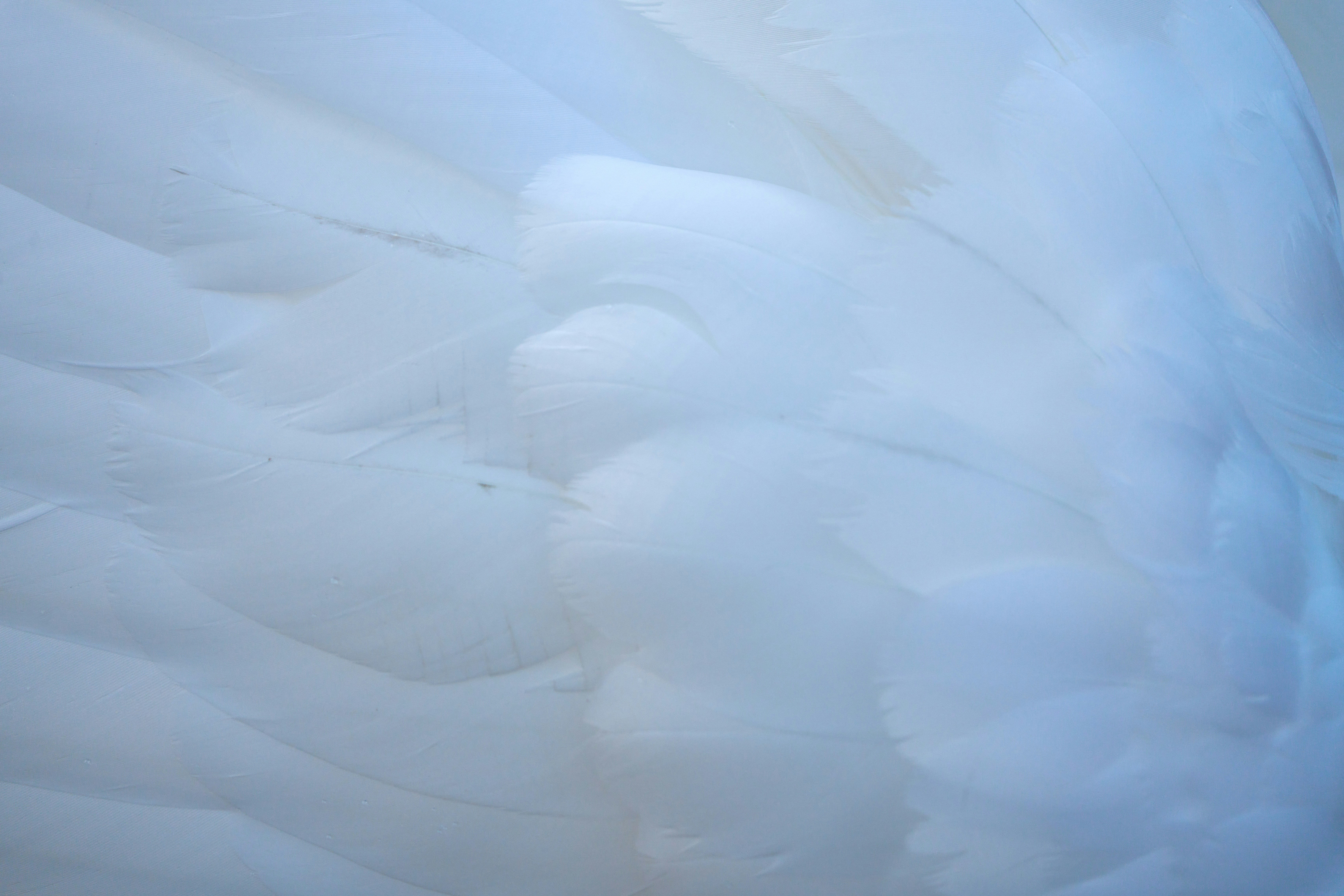 Close-up of delicate white feathers showcasing intricate textures and patterns. The soft hues create a serene atmosphere.