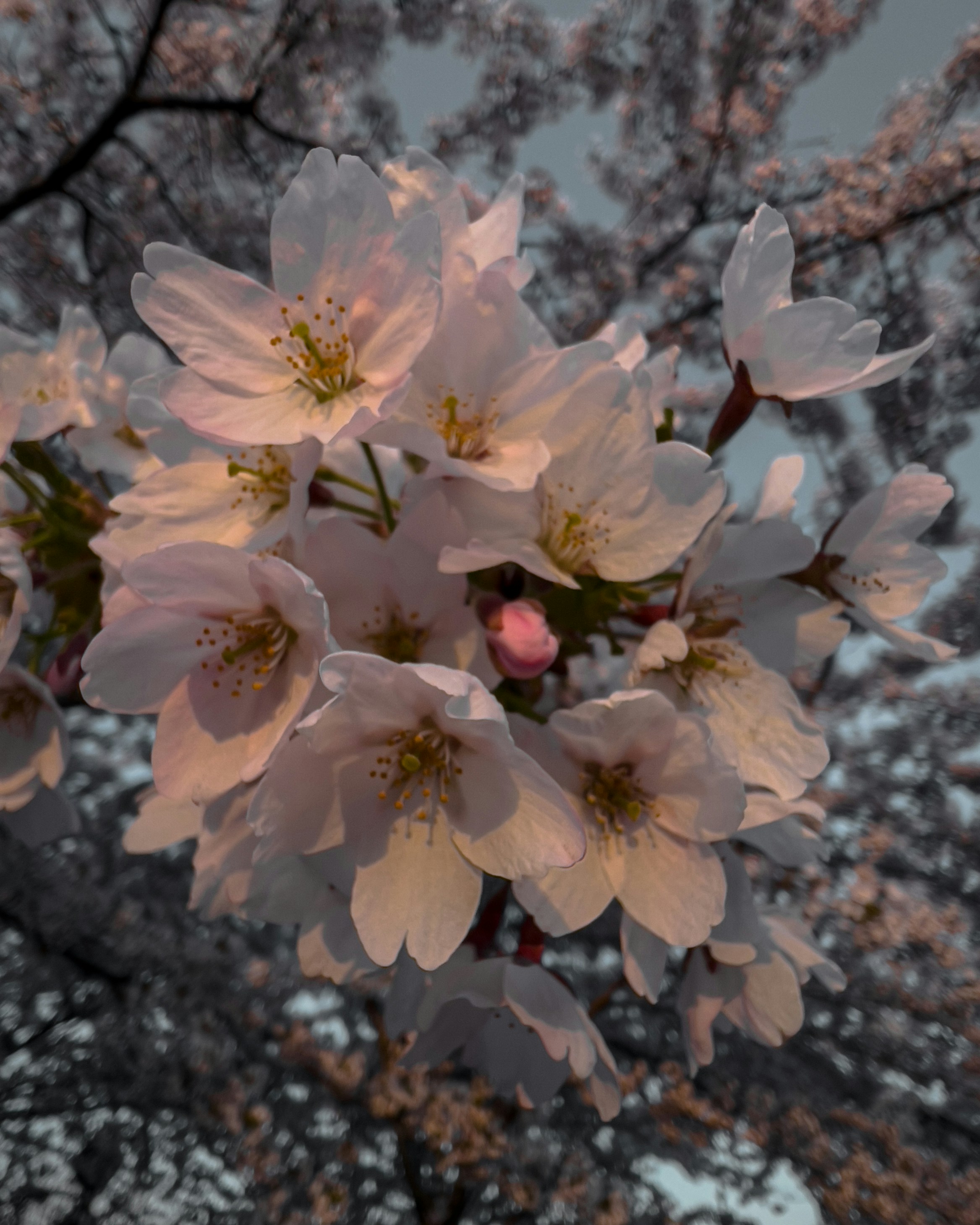 Petal Portrait: Close-Up of Cherry Blossoms in Twilight Glow