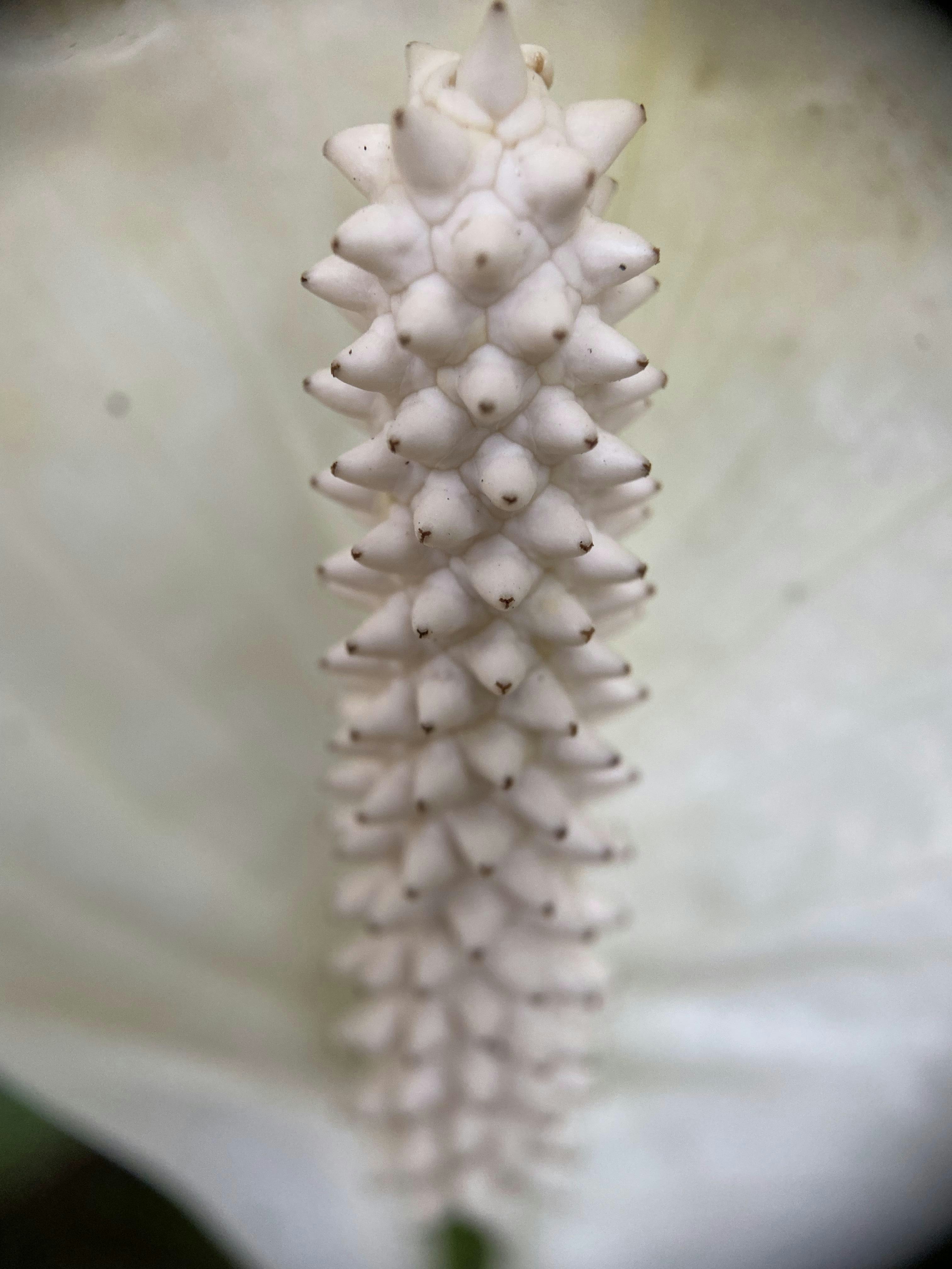 a close up of a white flower with a black background