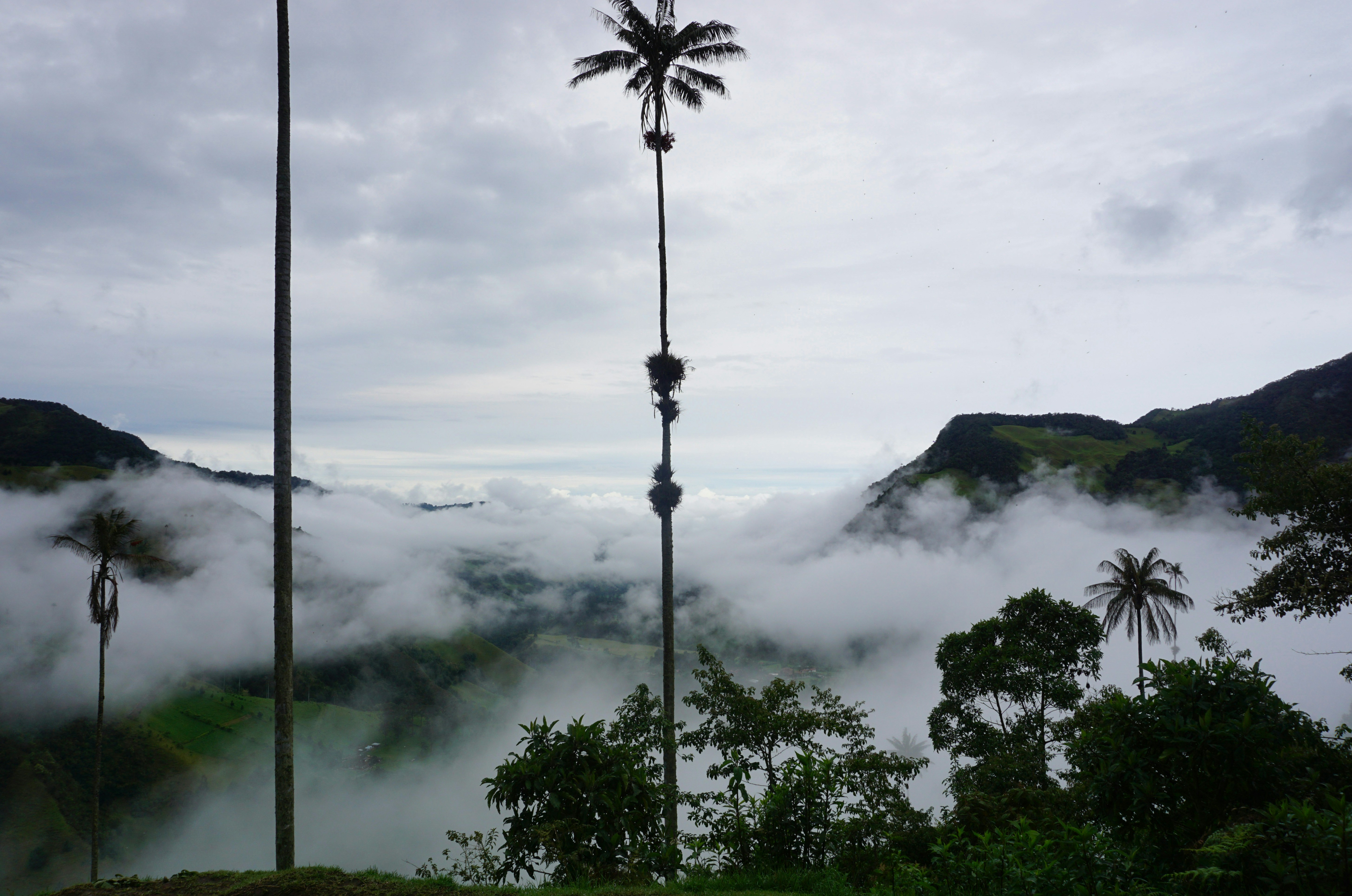 Lone Palm Piercing the Mist Over a Valley Wrapped in Clouds