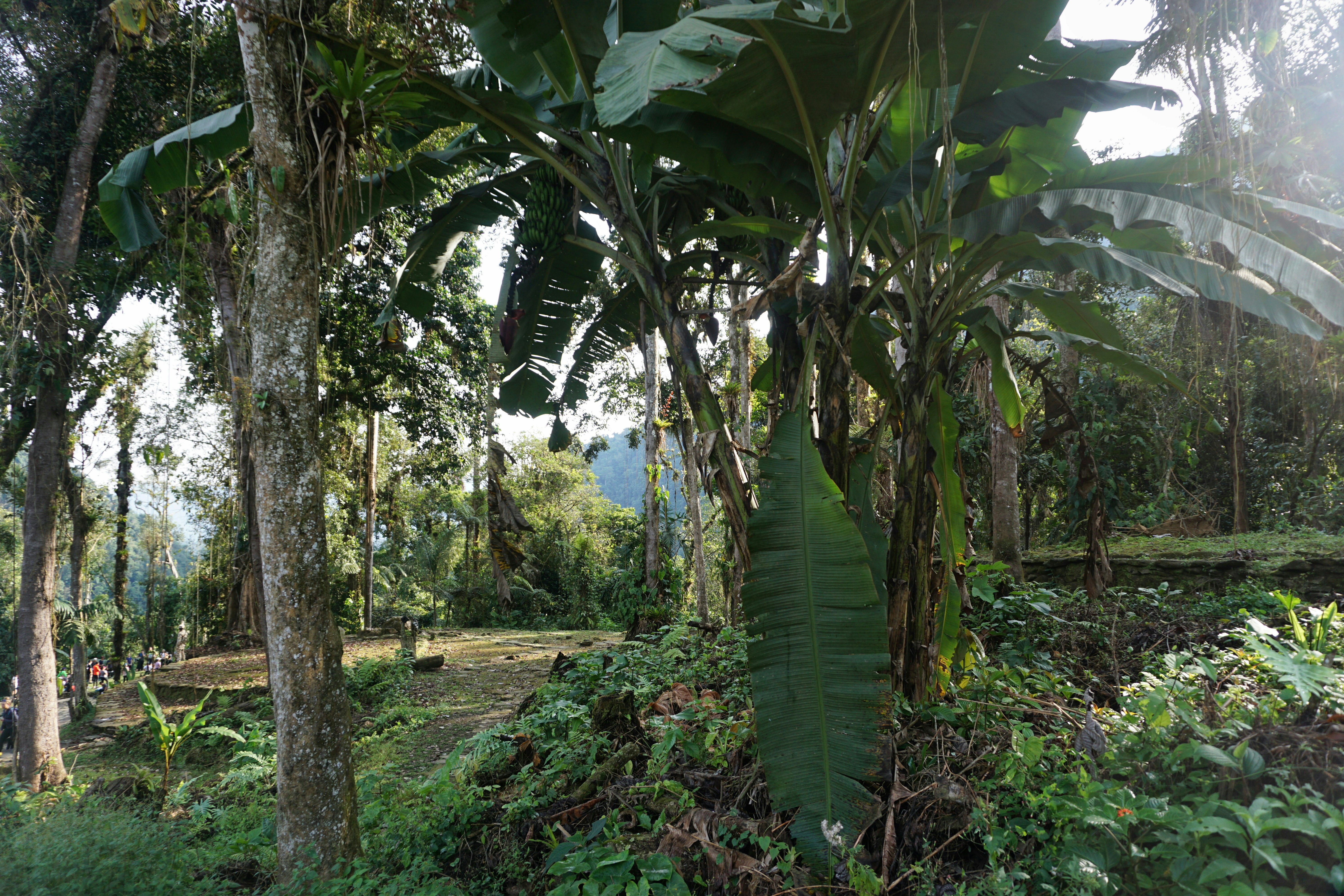 Lush foliage and towering trees create a serene forest scene, inviting exploration in a vibrant, green landscape.