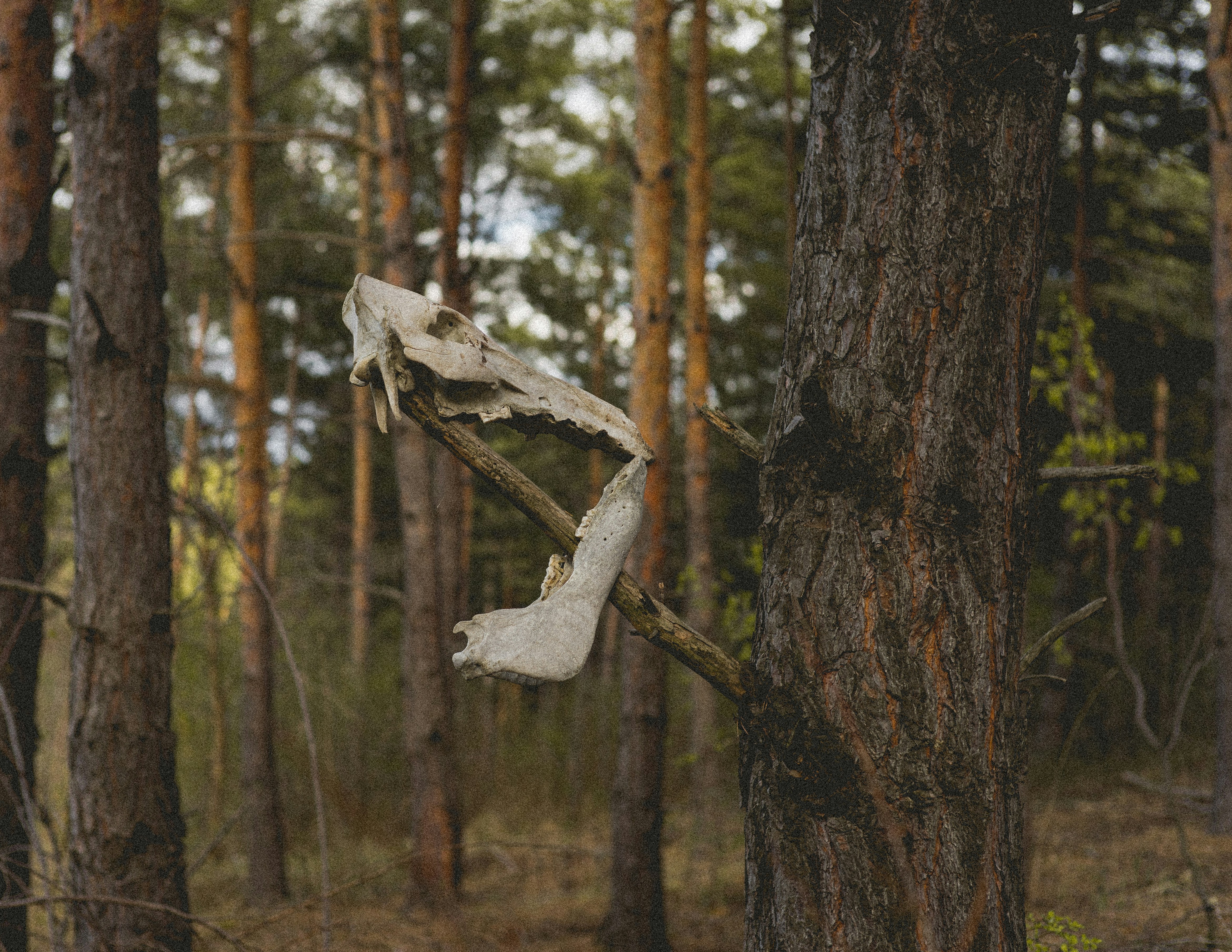 Bone-White Shard Clinging to a Pine Branch in a Quiet Forest