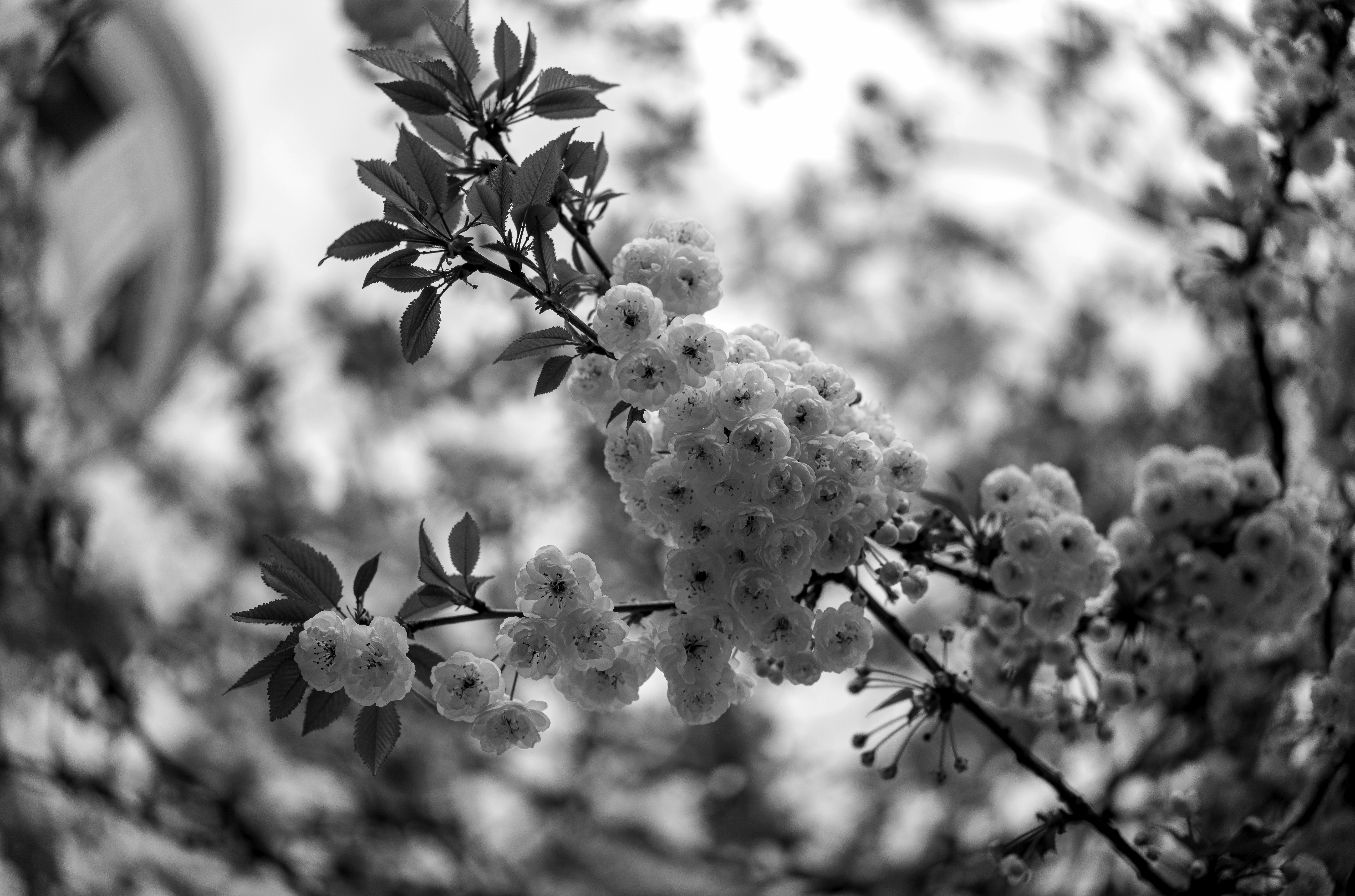 Monochrome Bloomscape: Close-Up of Soft-Bokeh Blossoms
