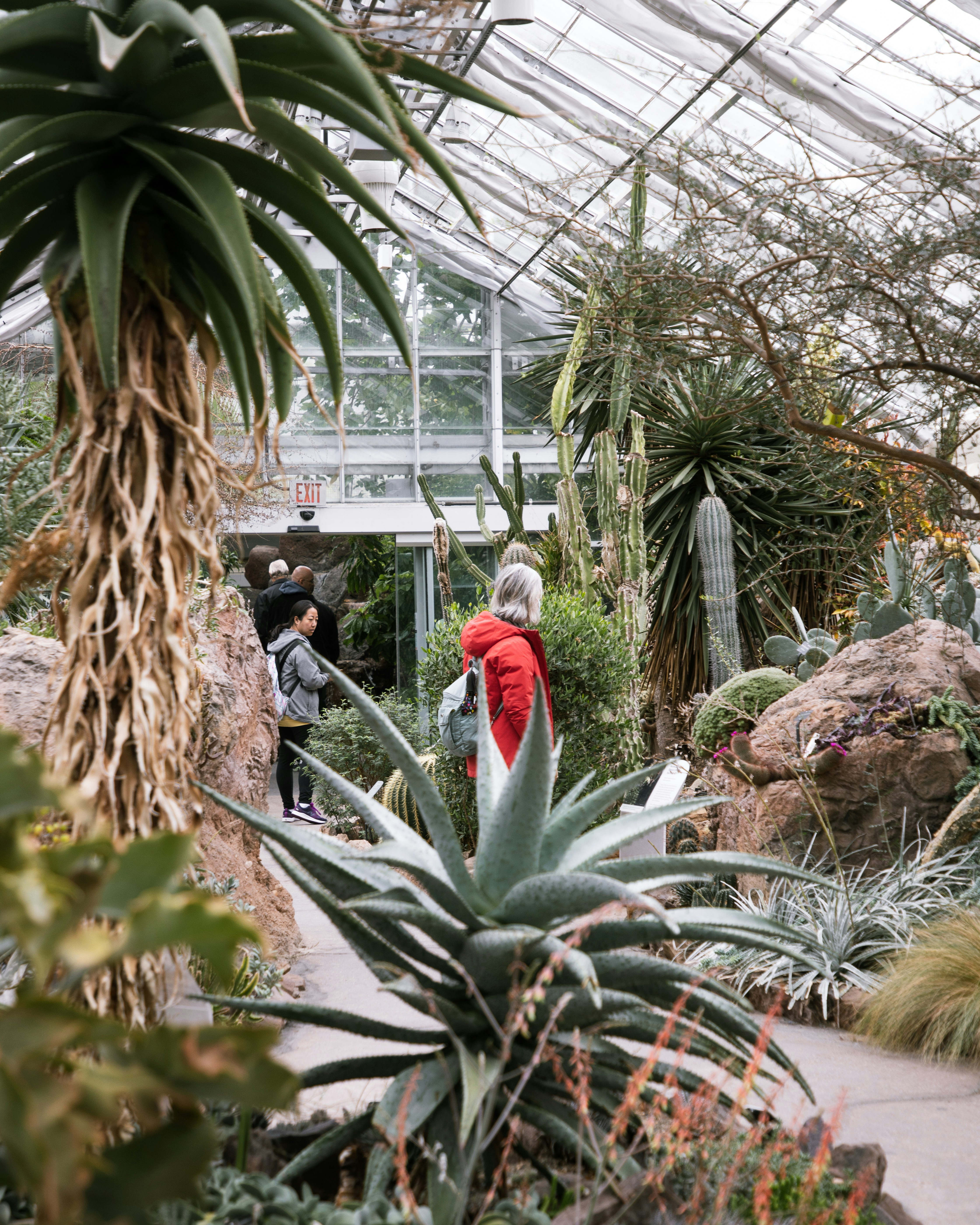 Red Coat in a Glasshouse: Visitors Wander Among Giant Succulents