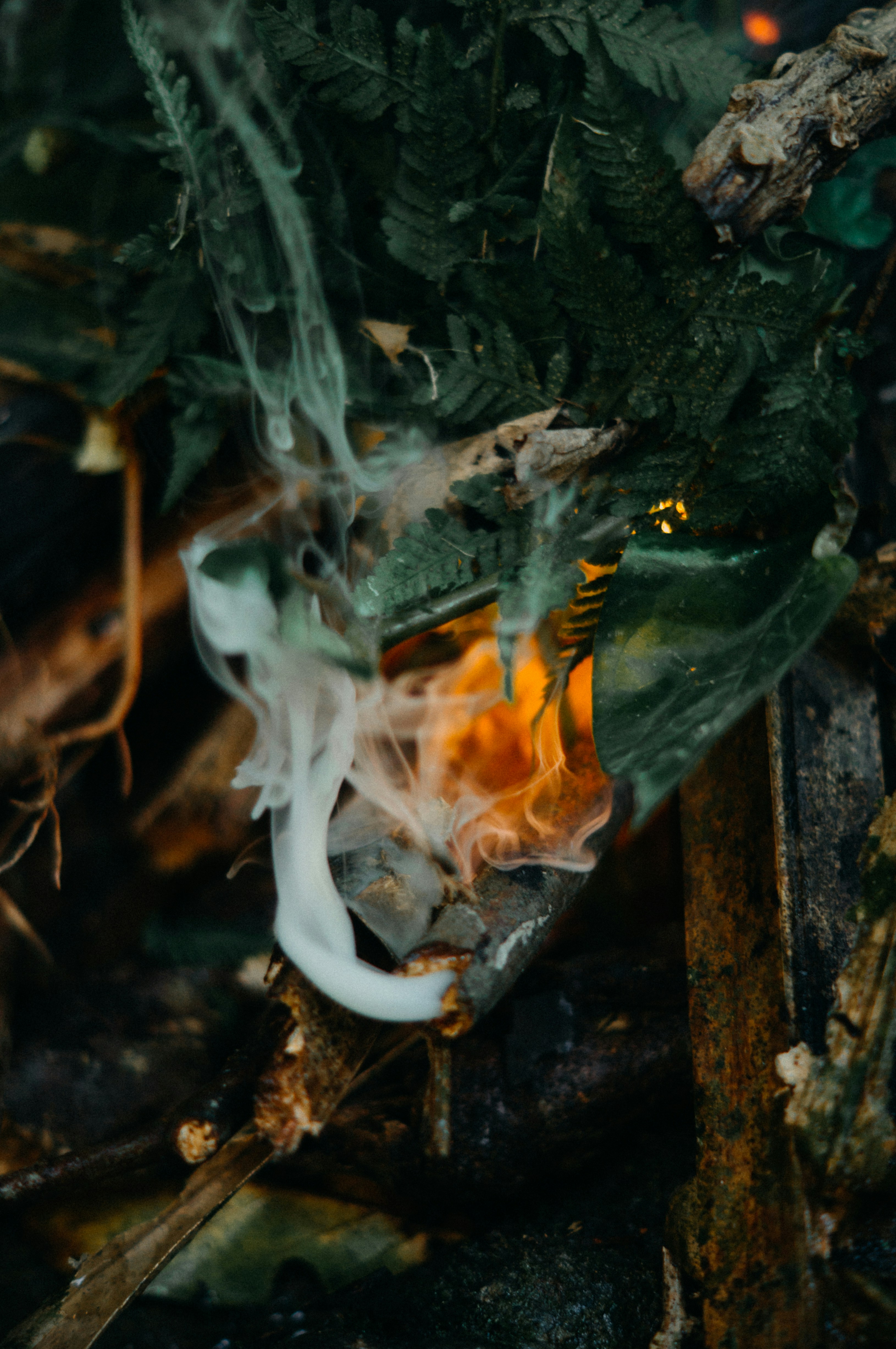 Ember Veil Understory: a Tiny Blaze Amid Ferns and Char