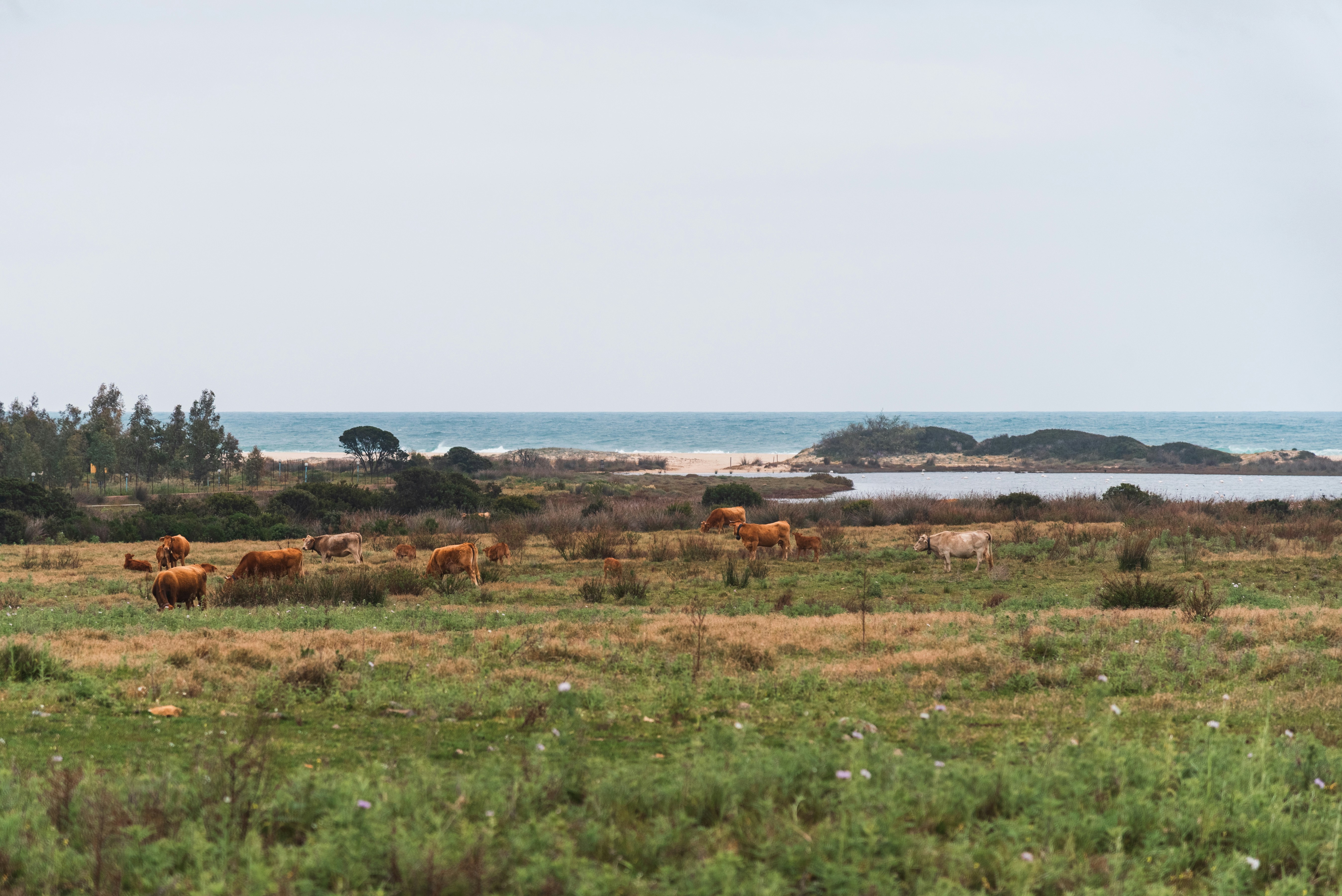 Herd at the Edge of the Sea: Cattle Across a Dune-Trimmed Pasture