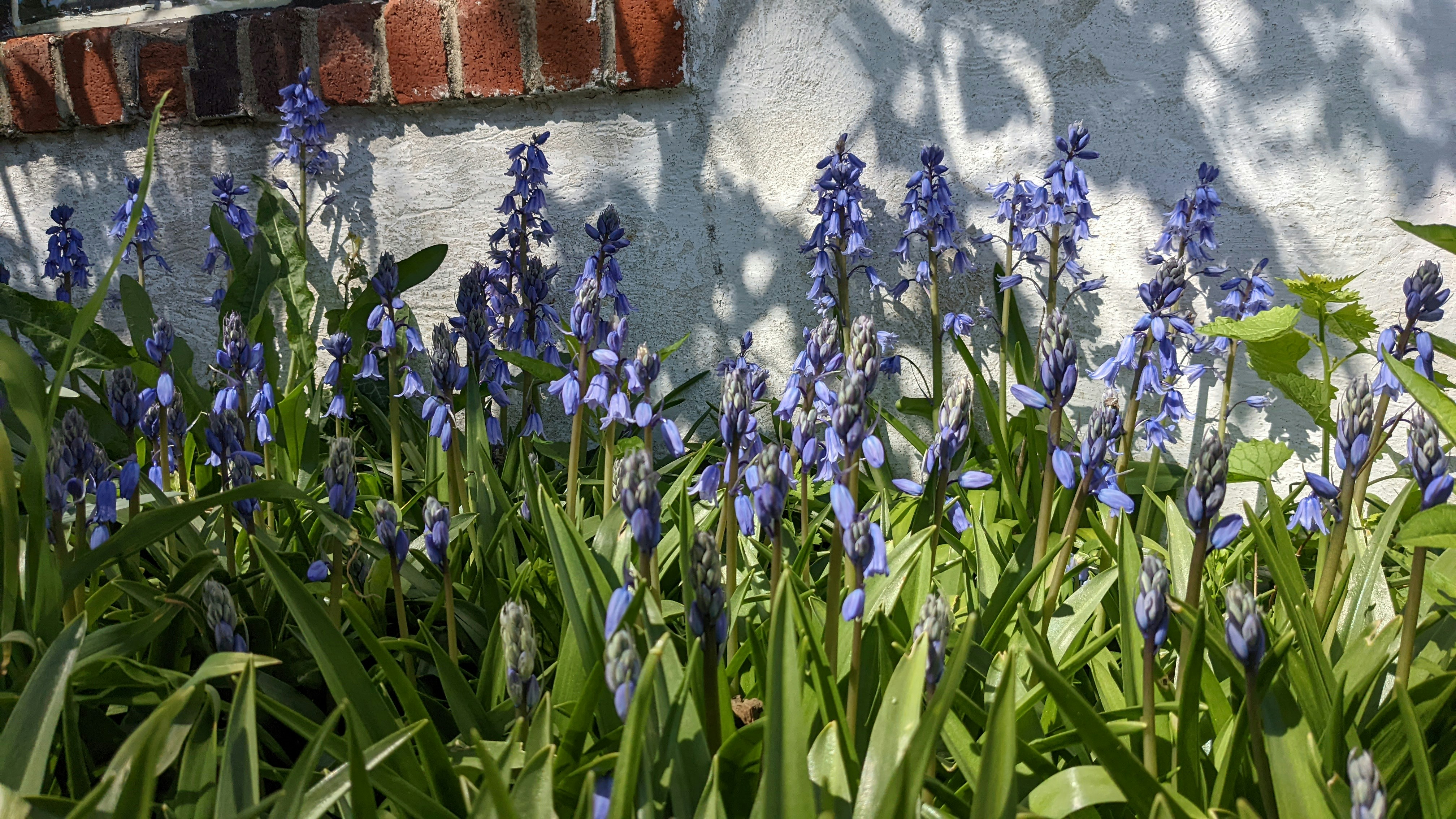 A bunch of blue flowers growing in front of a building photo – Free ...