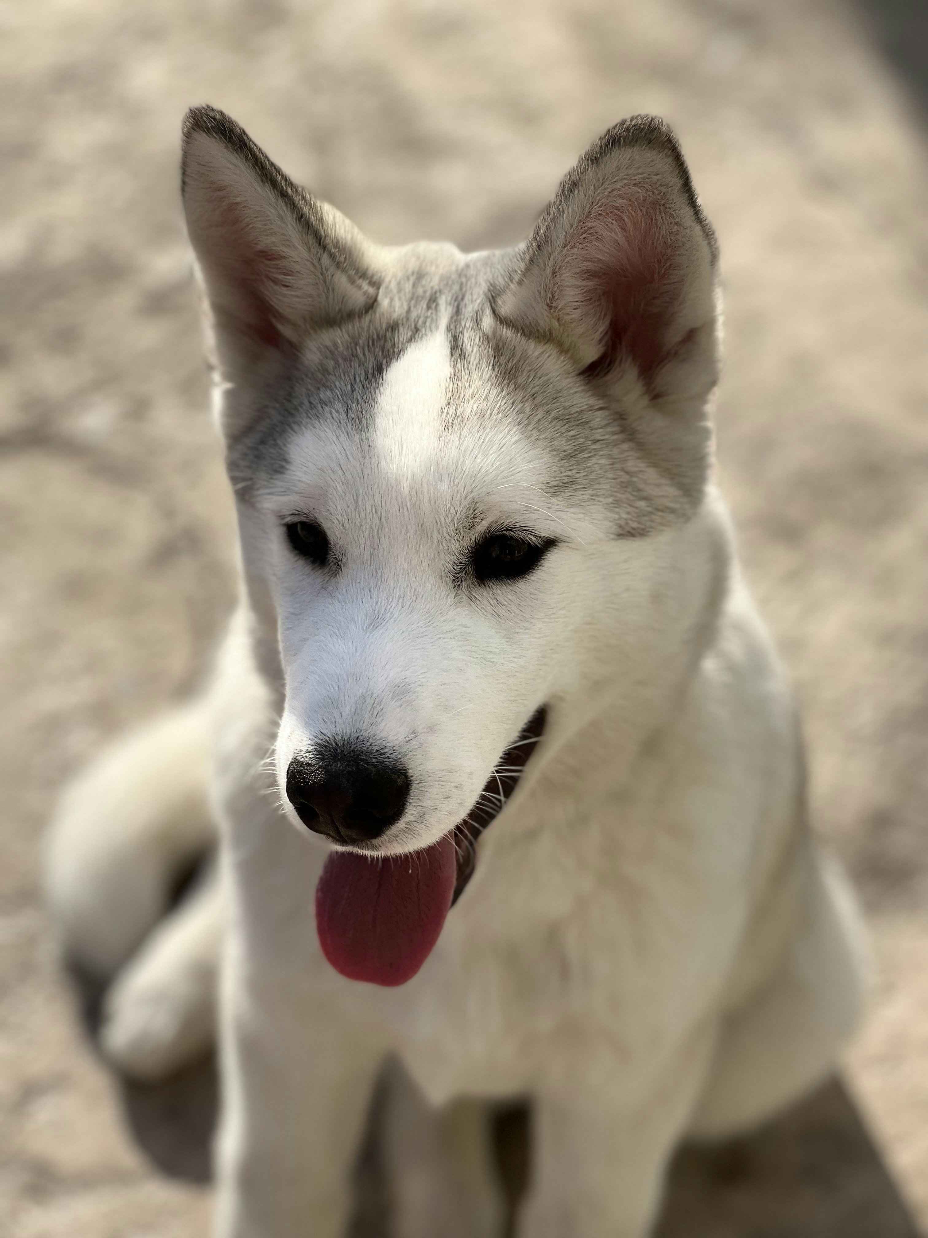 Un chien husky assis par terre avec sa langue sortie photo – Photo ...