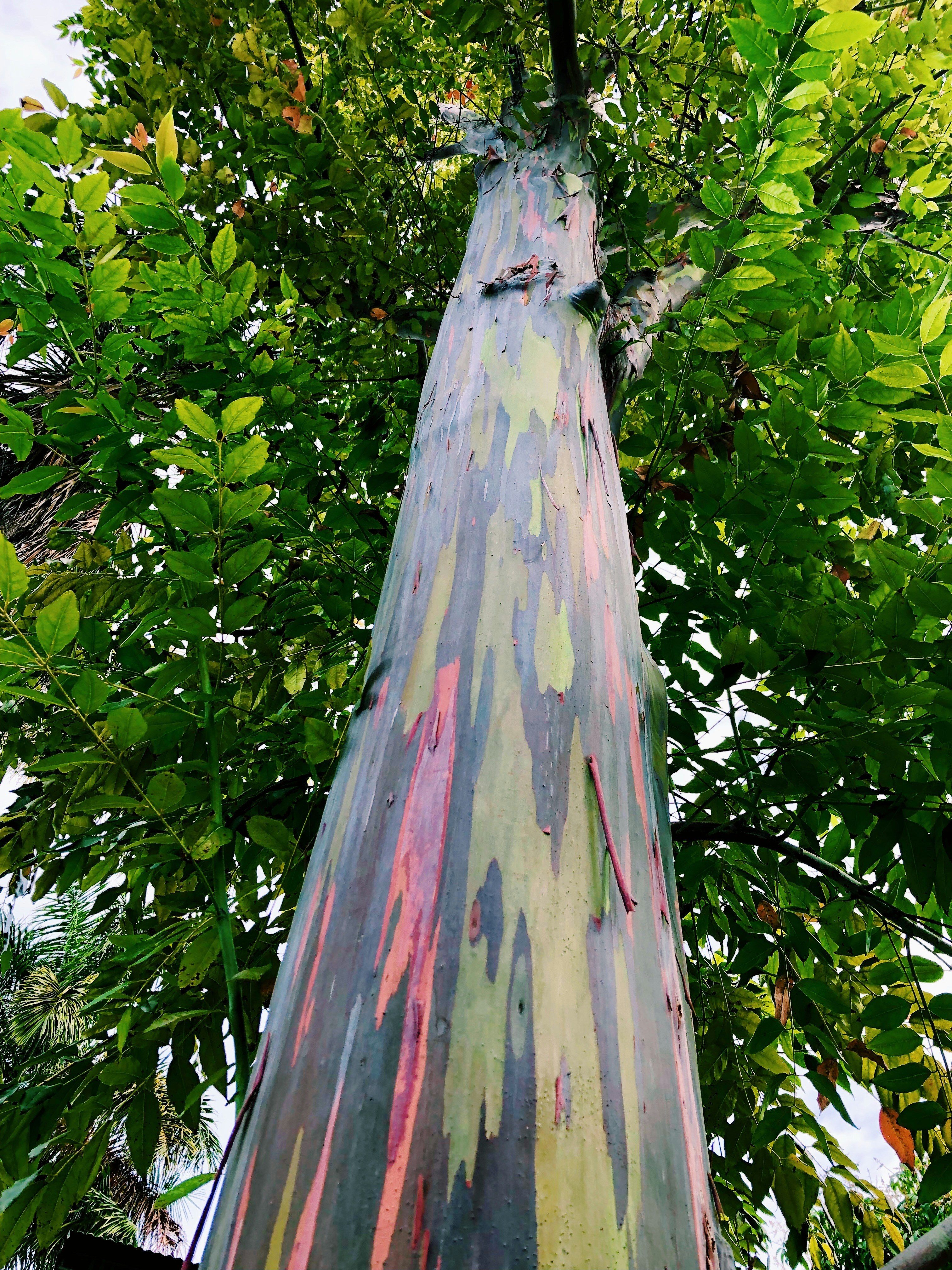 a very tall tree with lots of green leaves