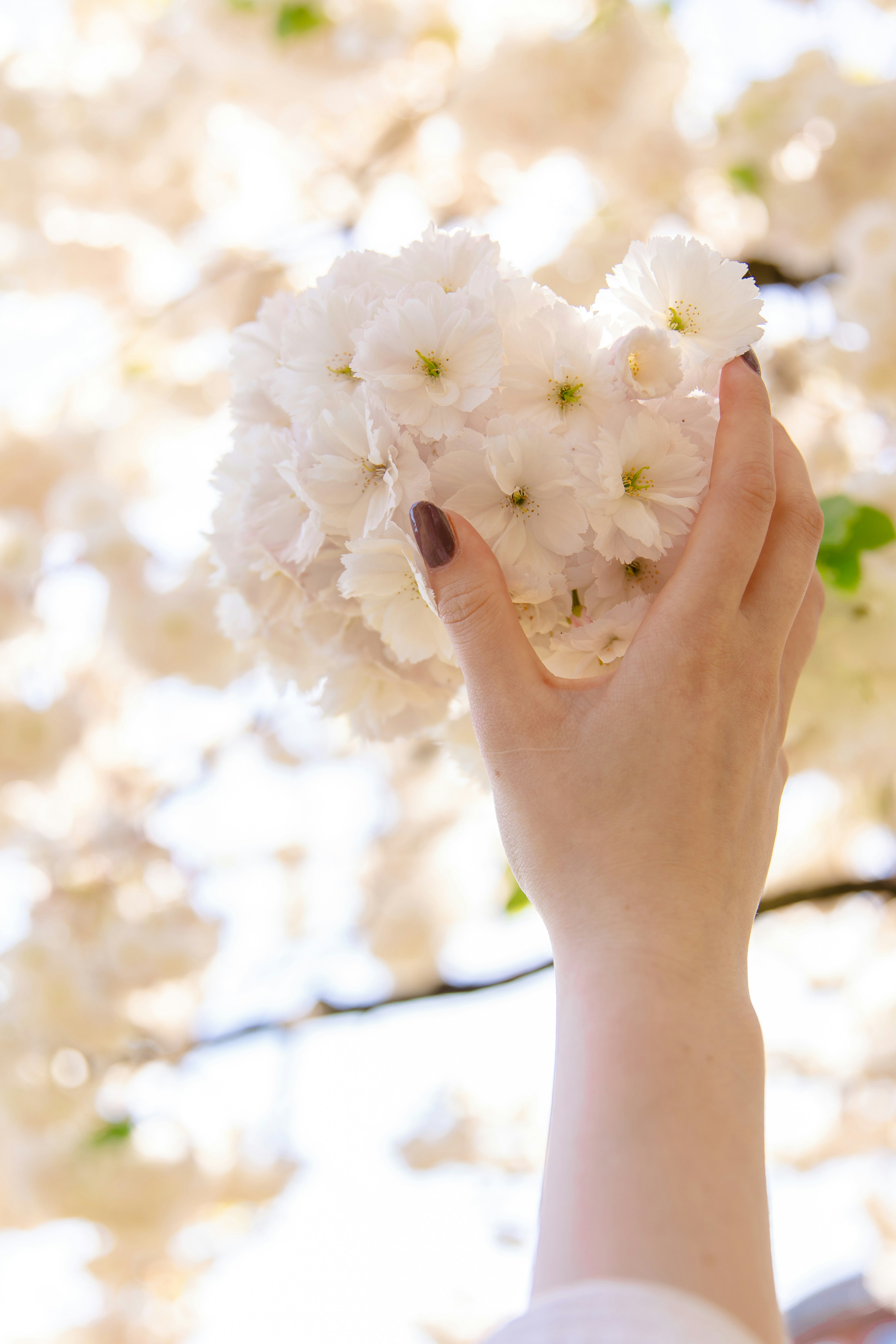 Petal Embrace: A Gentle Hand Framing White Blossoms Under Sunlit Bokeh