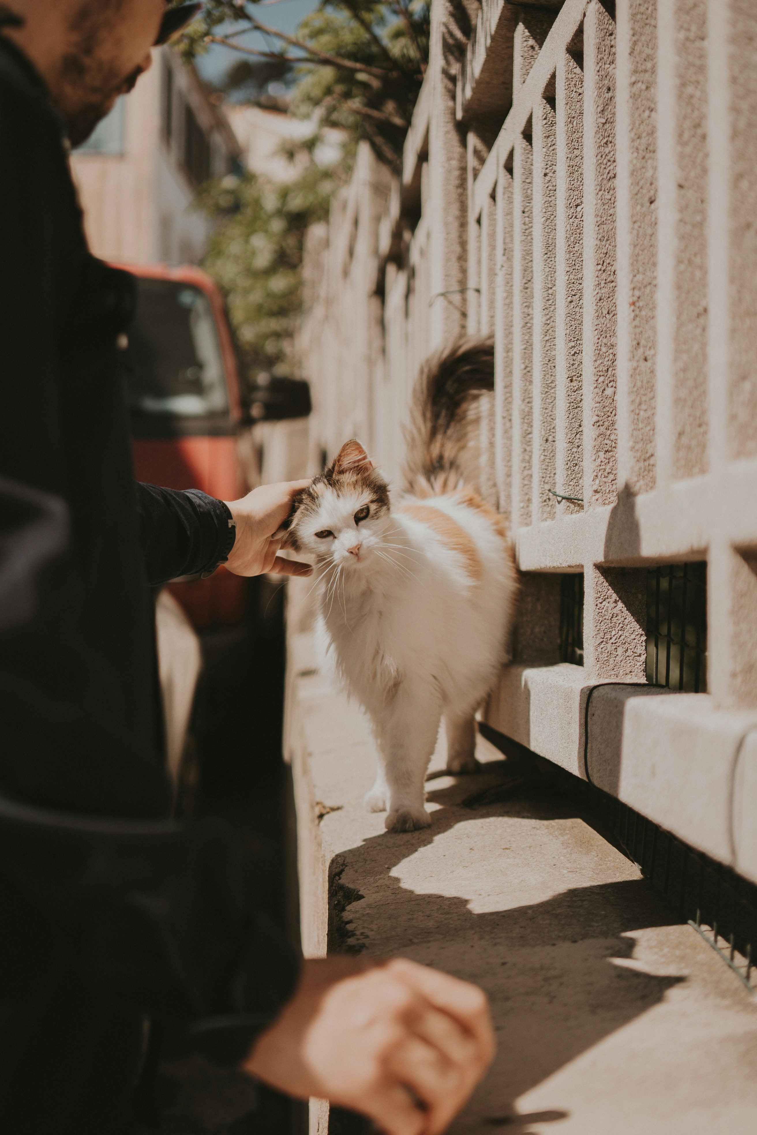 A person gently petting a fluffy calico cat on a sunlit street, surrounded by a textured wall and hints of urban life in the background.