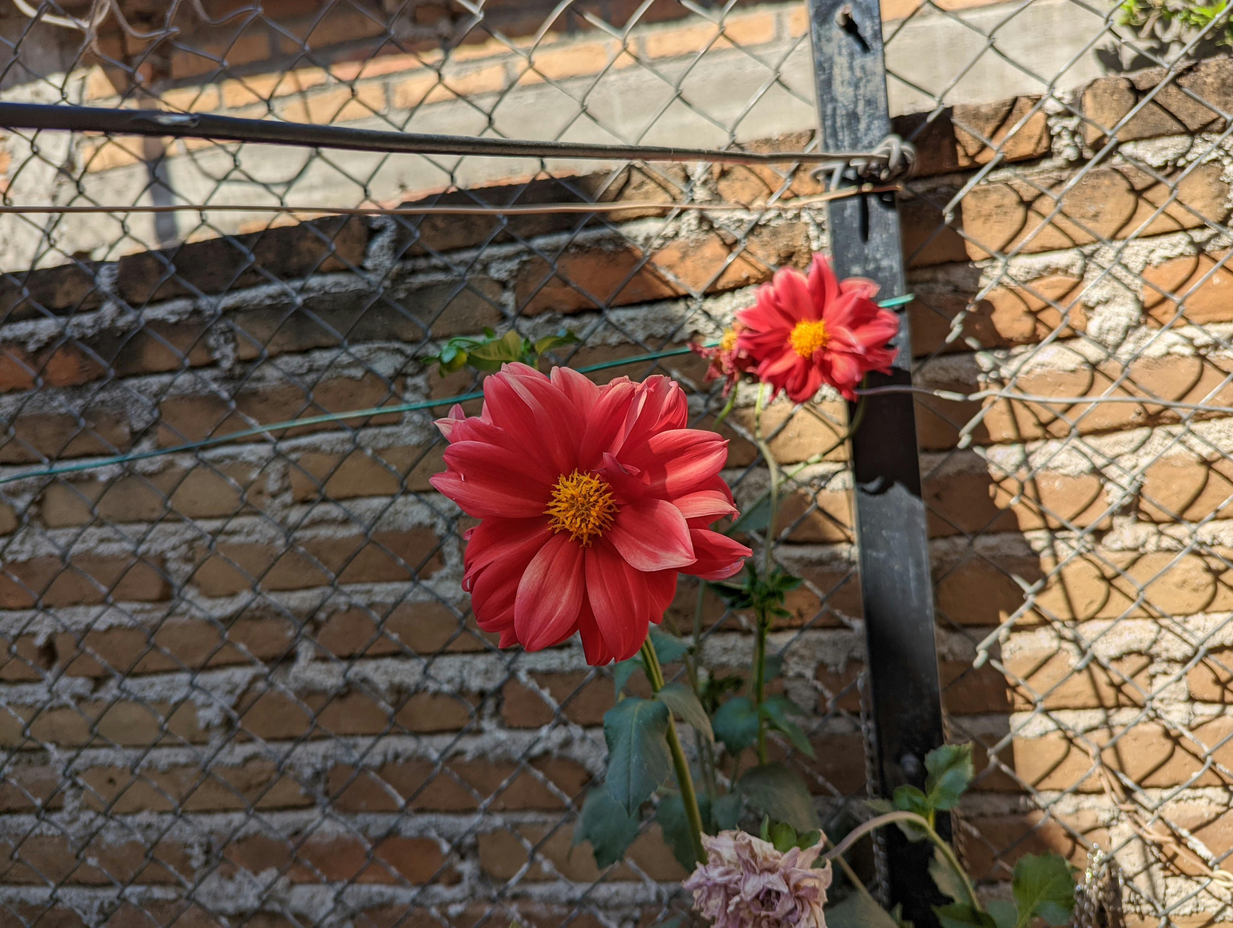 Crimson Zinnia Framed by Chain-Link Fence Against a Brick Backdrop