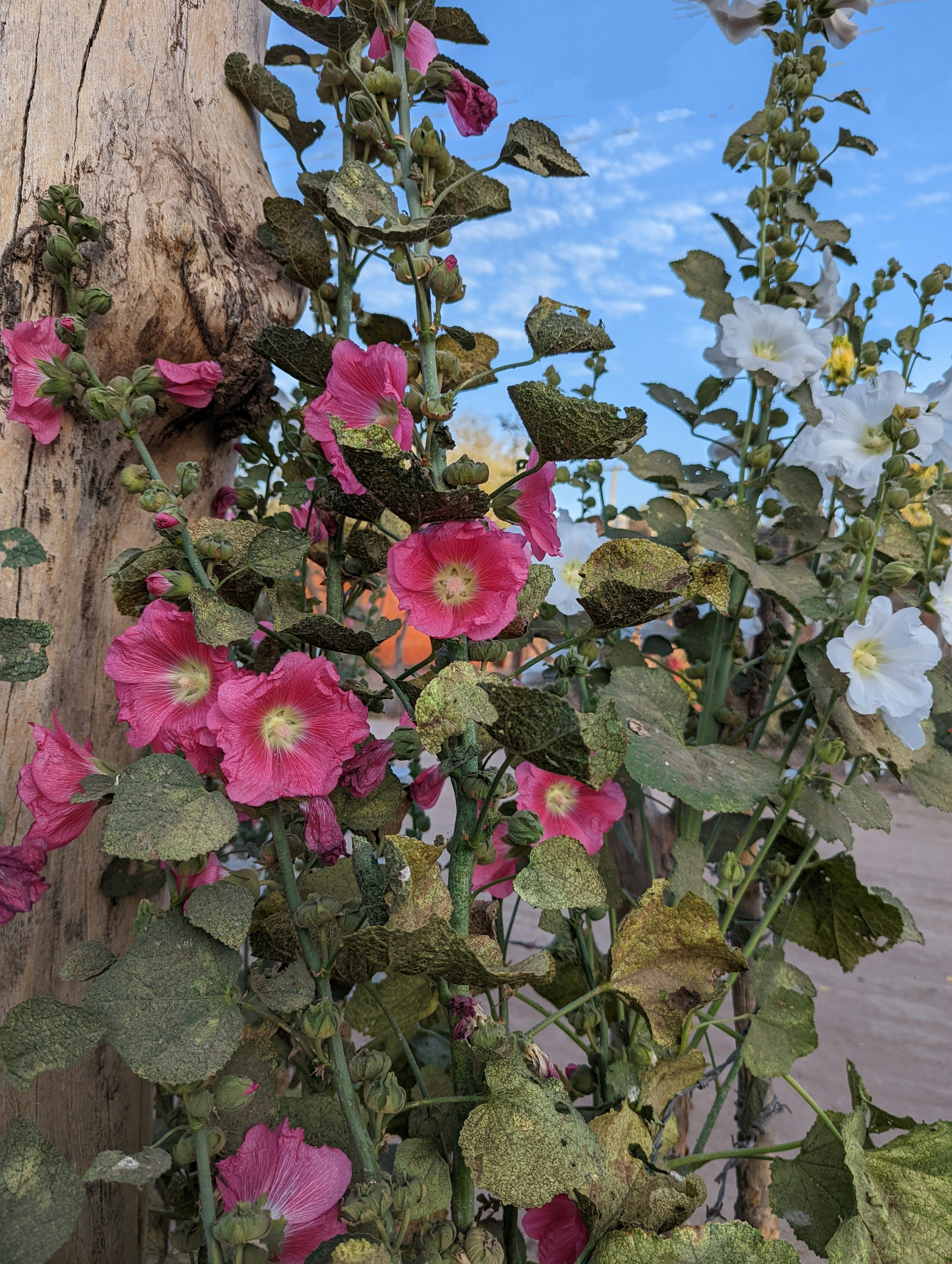 a bunch of pink and white flowers next to a tree