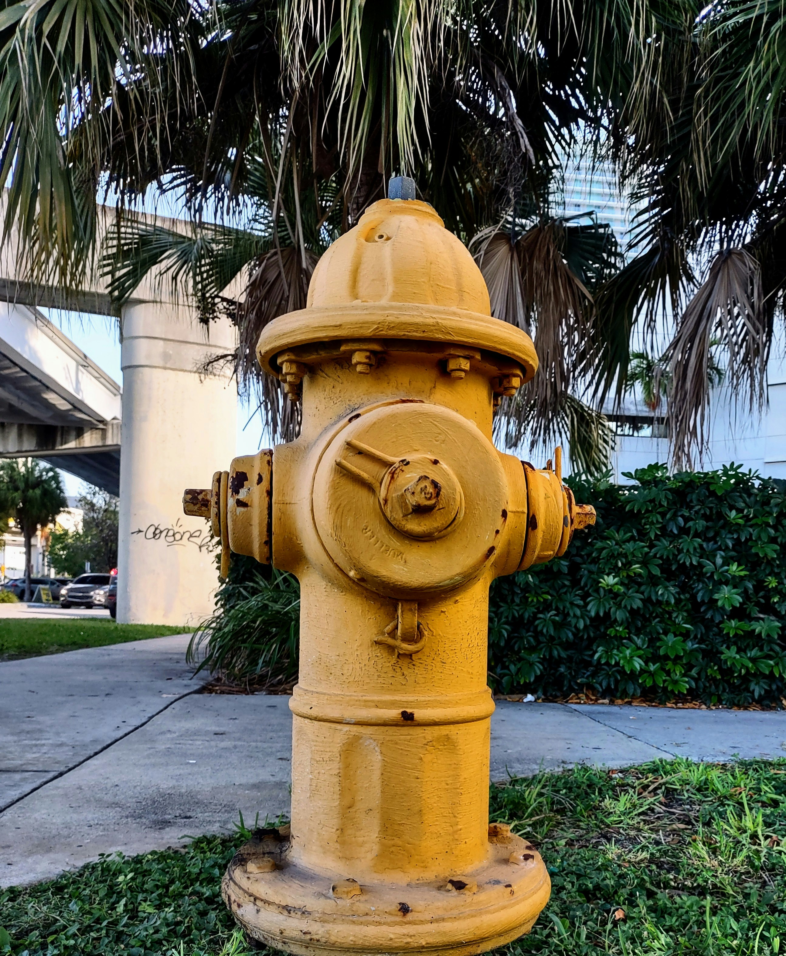 Yellow Hydrant Under Palm Shade