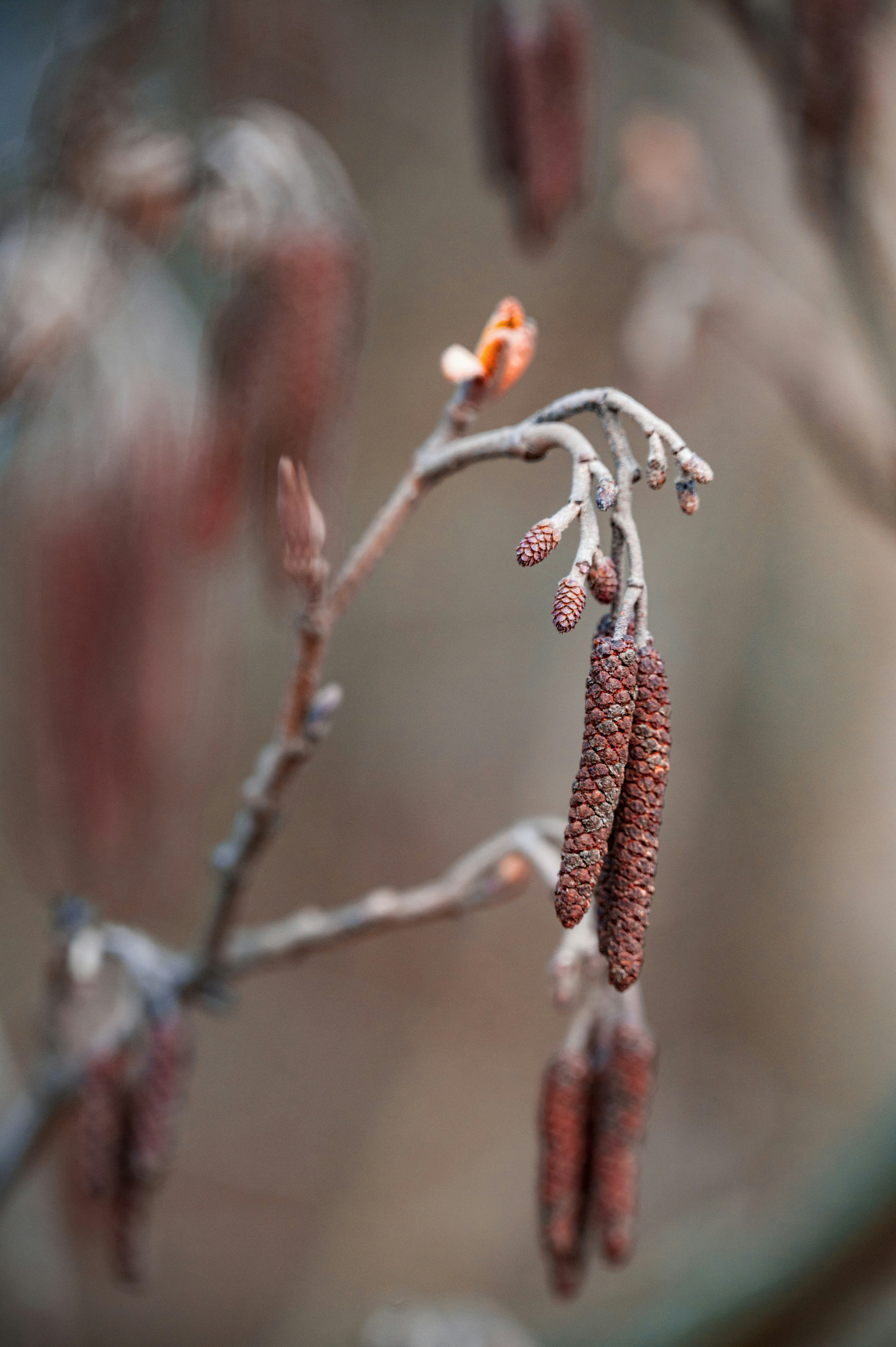 Close-up of catkins on a slender branch, showcasing intricate textures and muted colors against a blurred background.