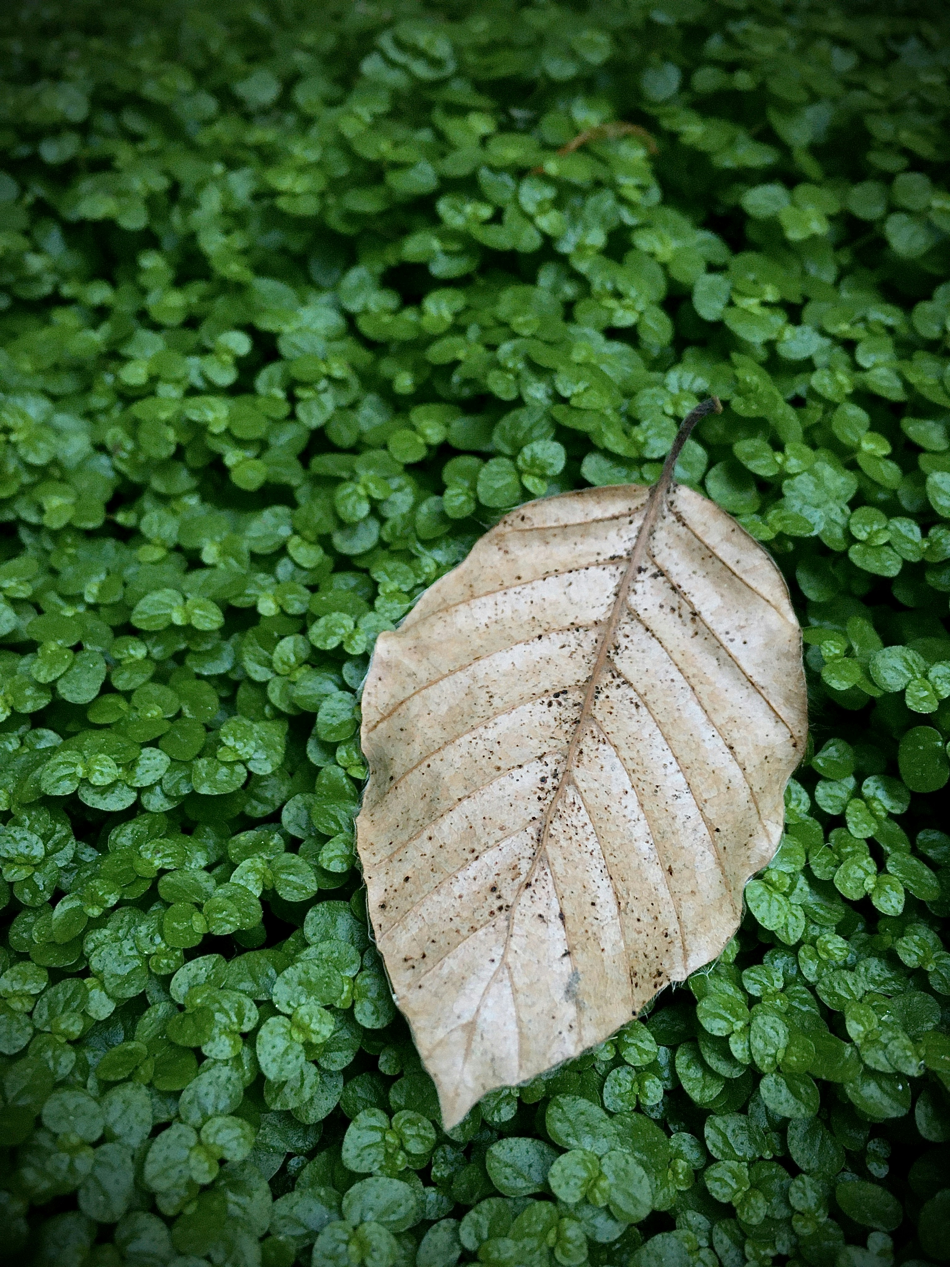 A dried leaf rests atop a vibrant green carpet of small plants, highlighting the contrast between decay and life.