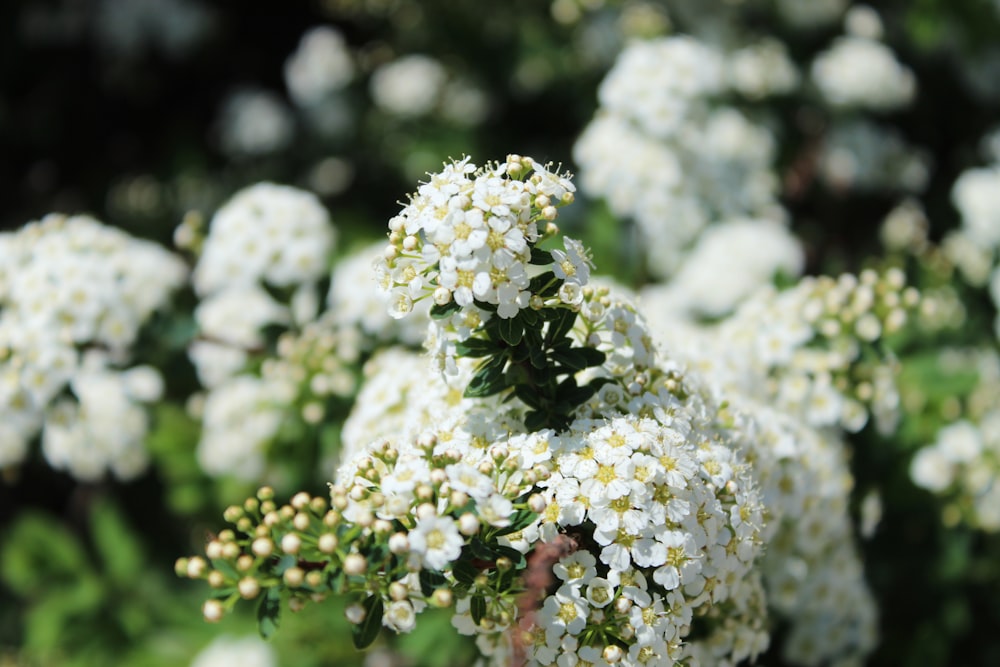 Un bouquet de fleurs blanches dans un champ photo – Photo Plante ... Un bouquet de fleurs blanches dans un champ photo – Photo Plante ...