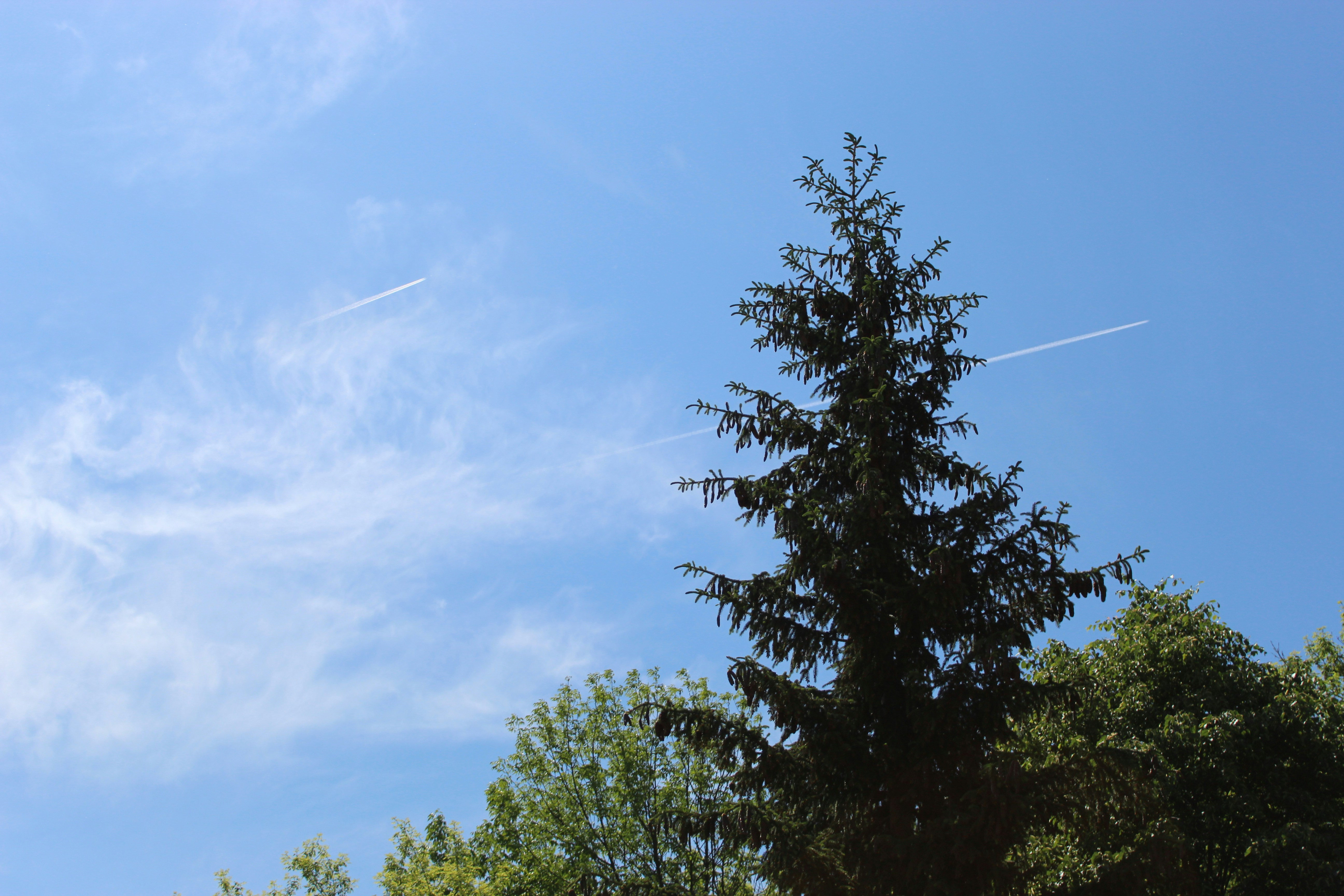 A plane is flying in the sky over a tree photo – Free Tree Image on ...