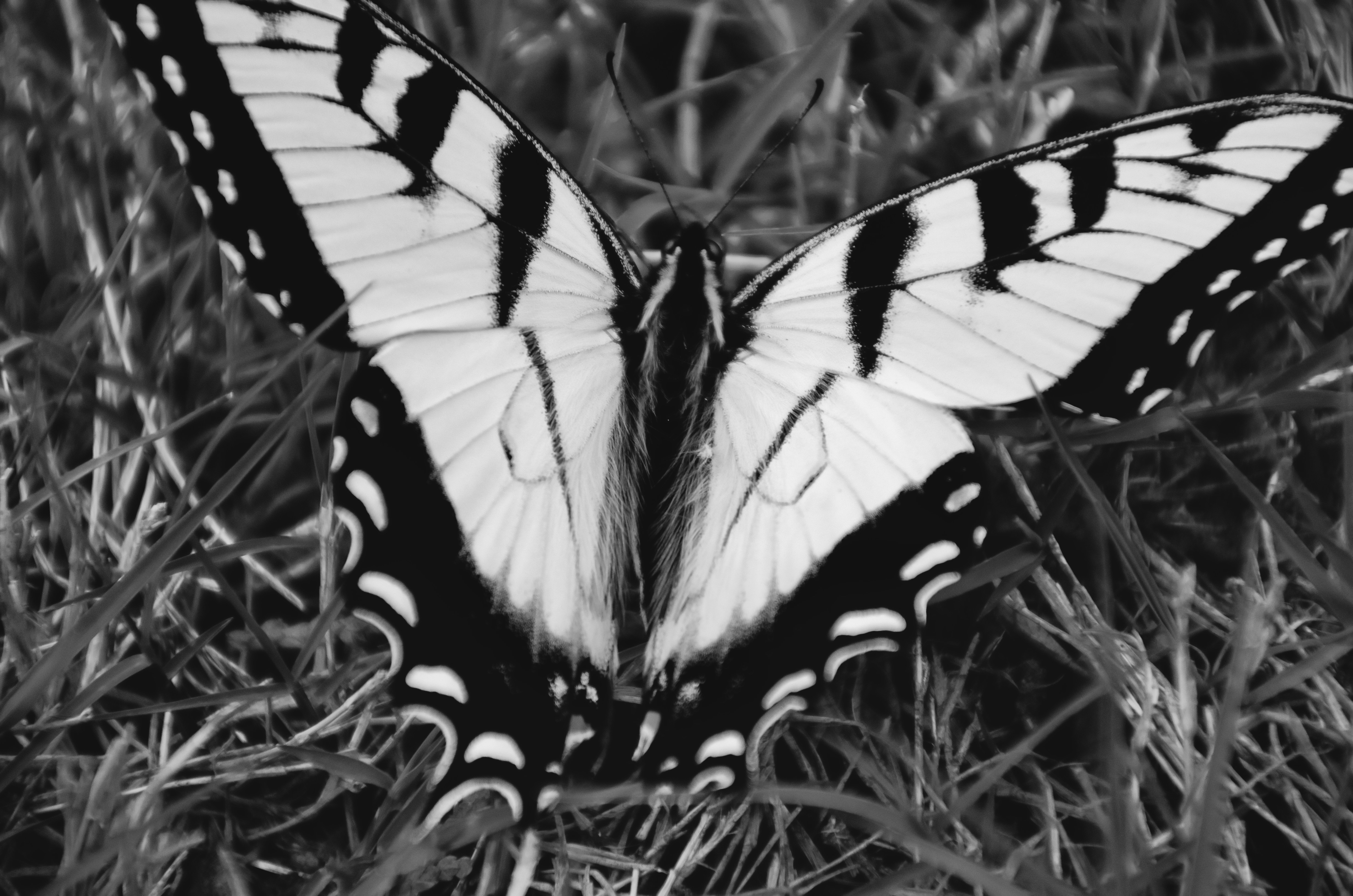 Monochrome Monarch: Bold Wings in Quiet Grass