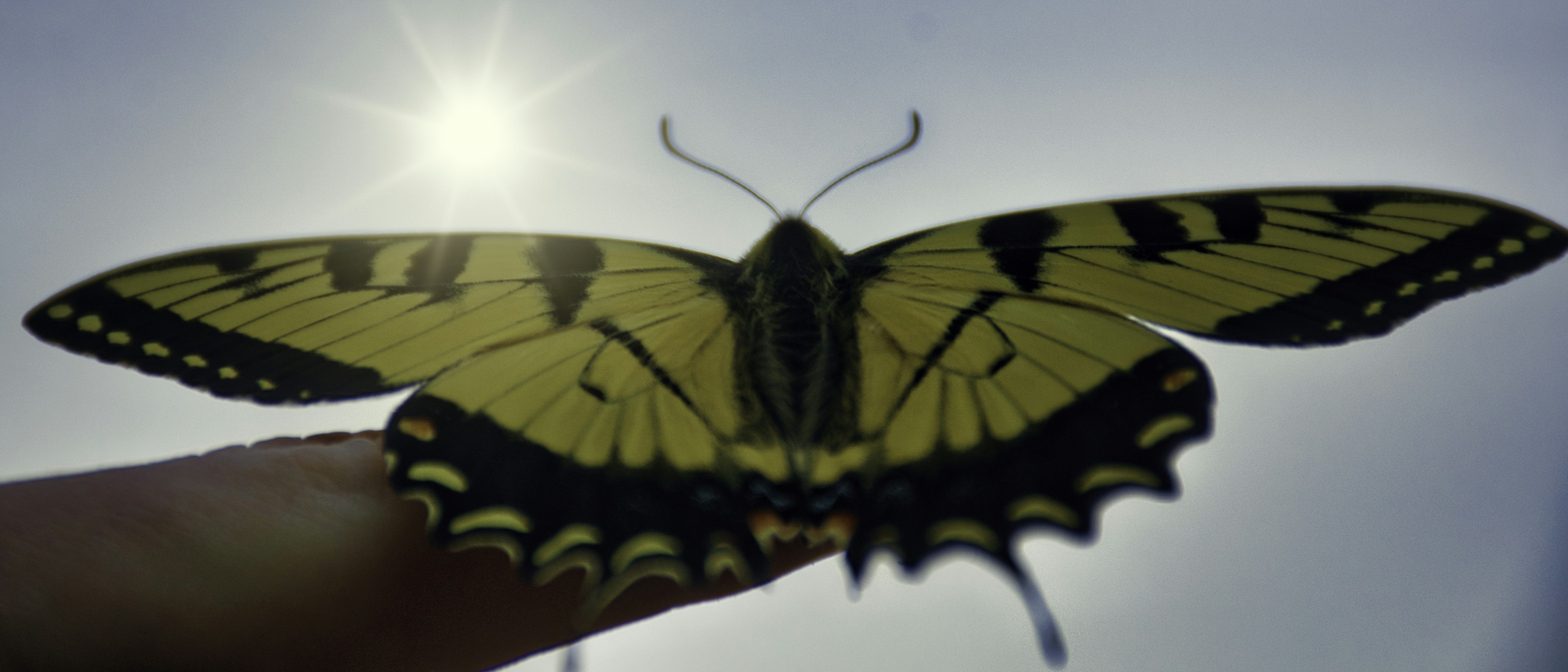 A yellow swallowtail rests on a fingertip against a bright sky, backlit by sun with wings spread wide, highlighting bold black edge patterns and delicate wing translucence.