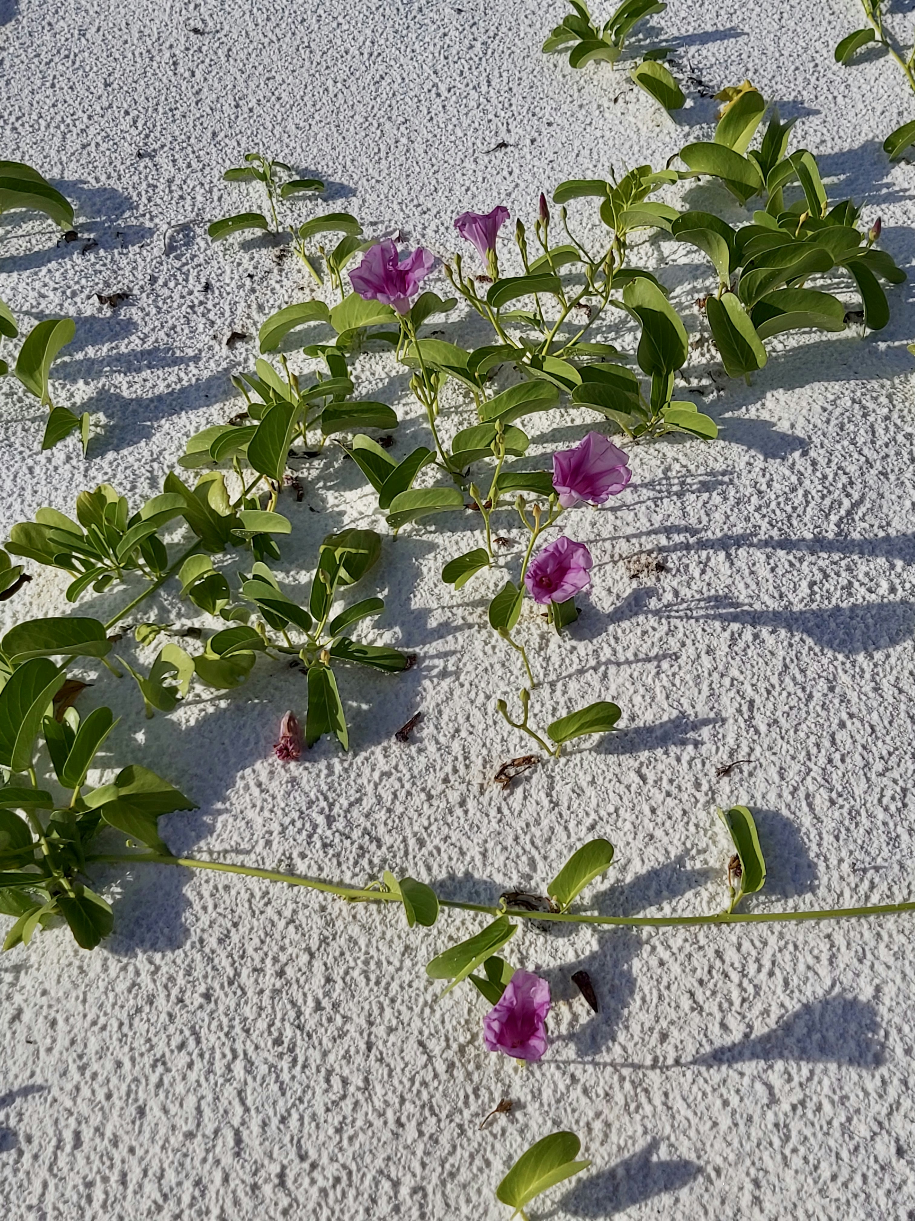 Trailing pink morning-glory flowers weave through green leaves on granular sunlit sand.
