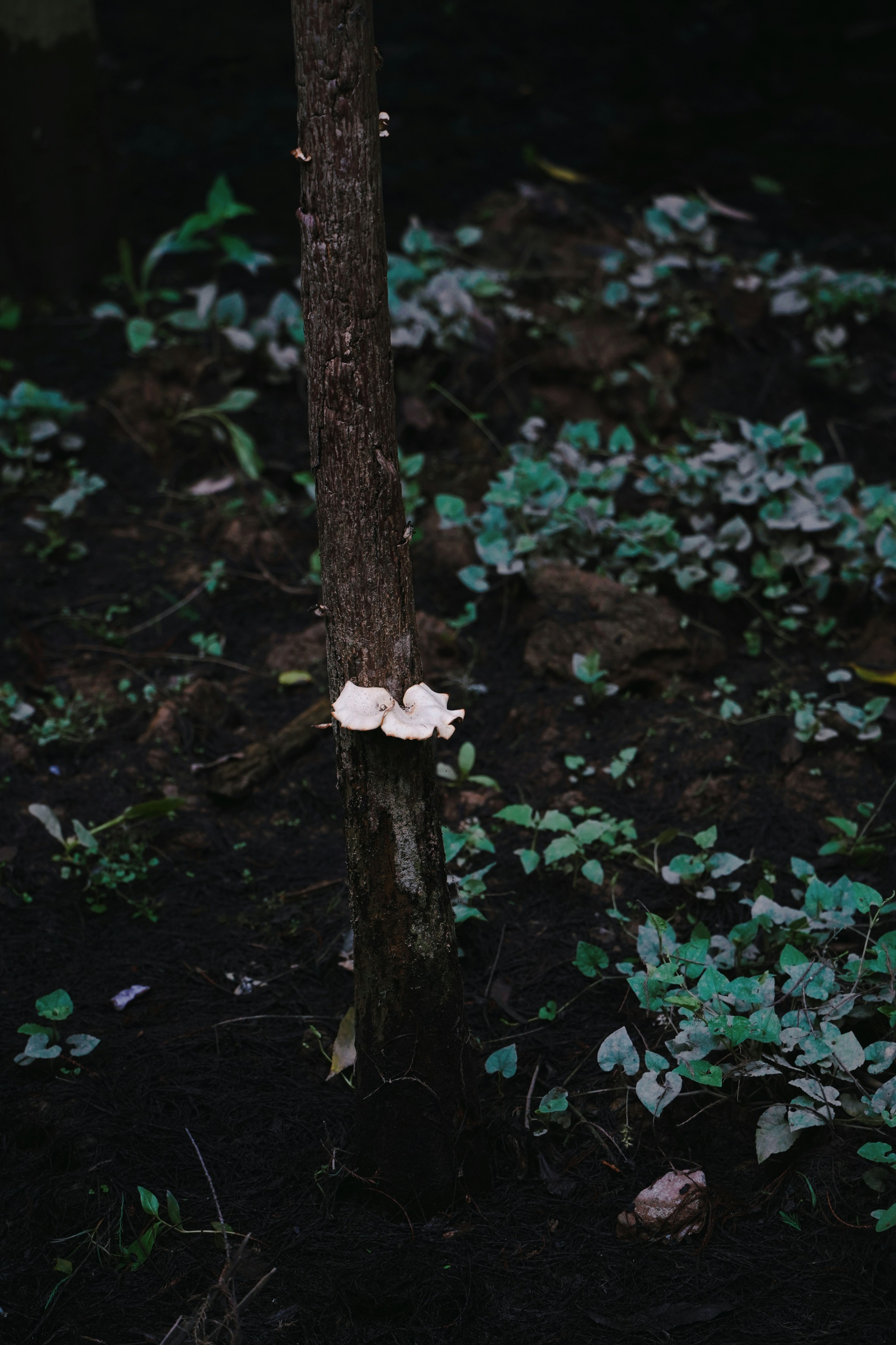Midnight Trunk with White Brackets: Fungi Clinging to a Lone Tree