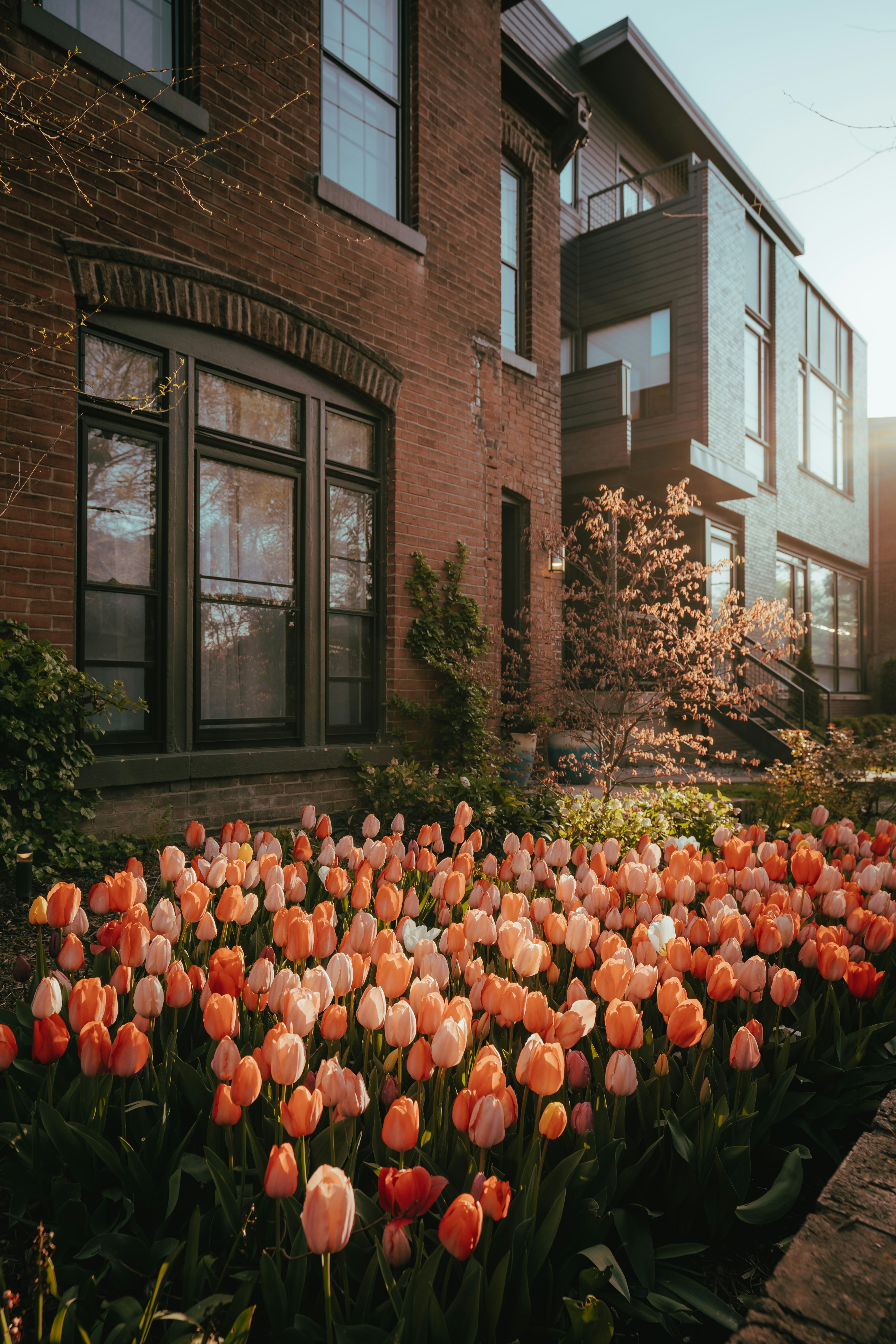 Tulips