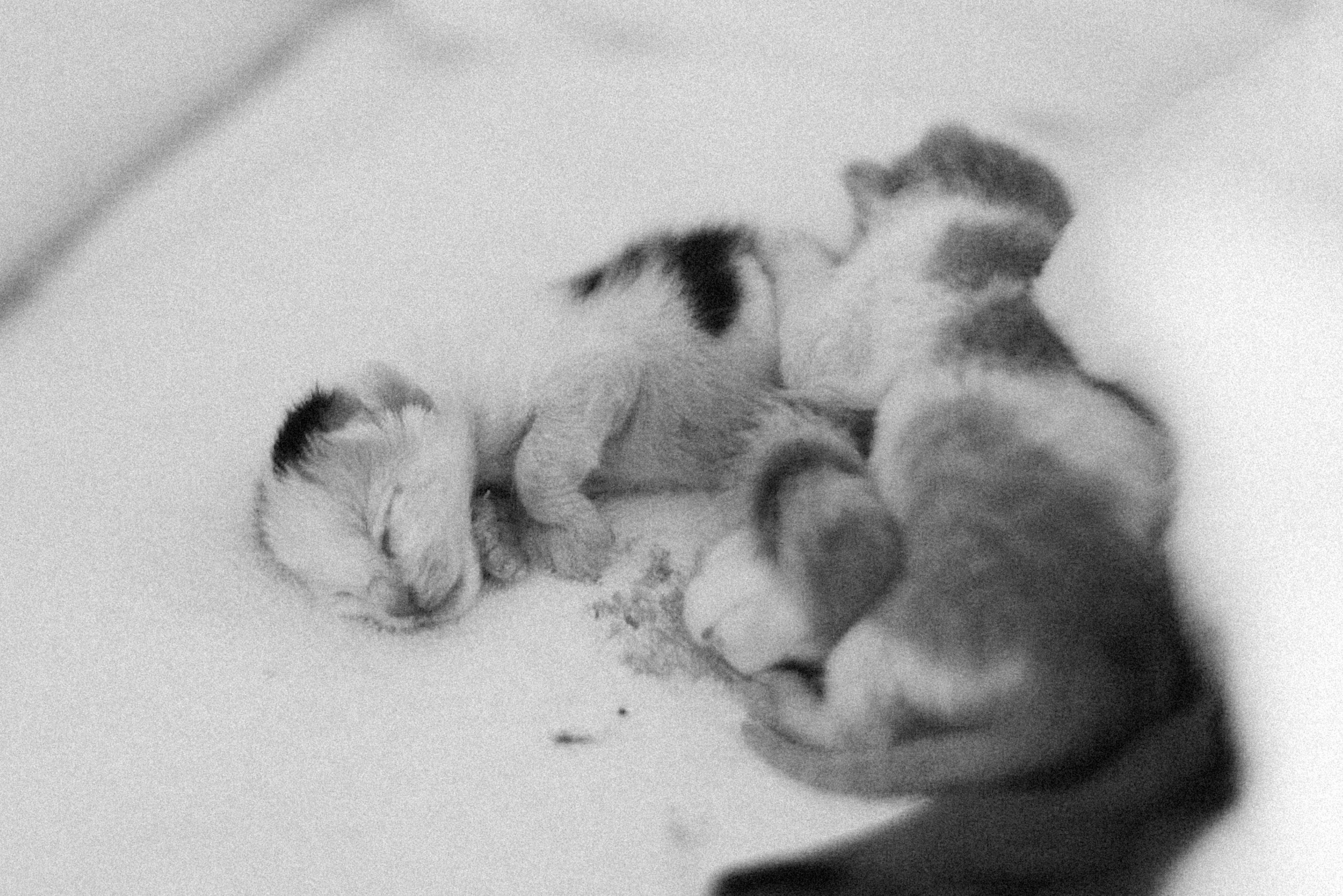 Une photo en noir et blanc d’un chaton endormi photo – Image gratuite ...